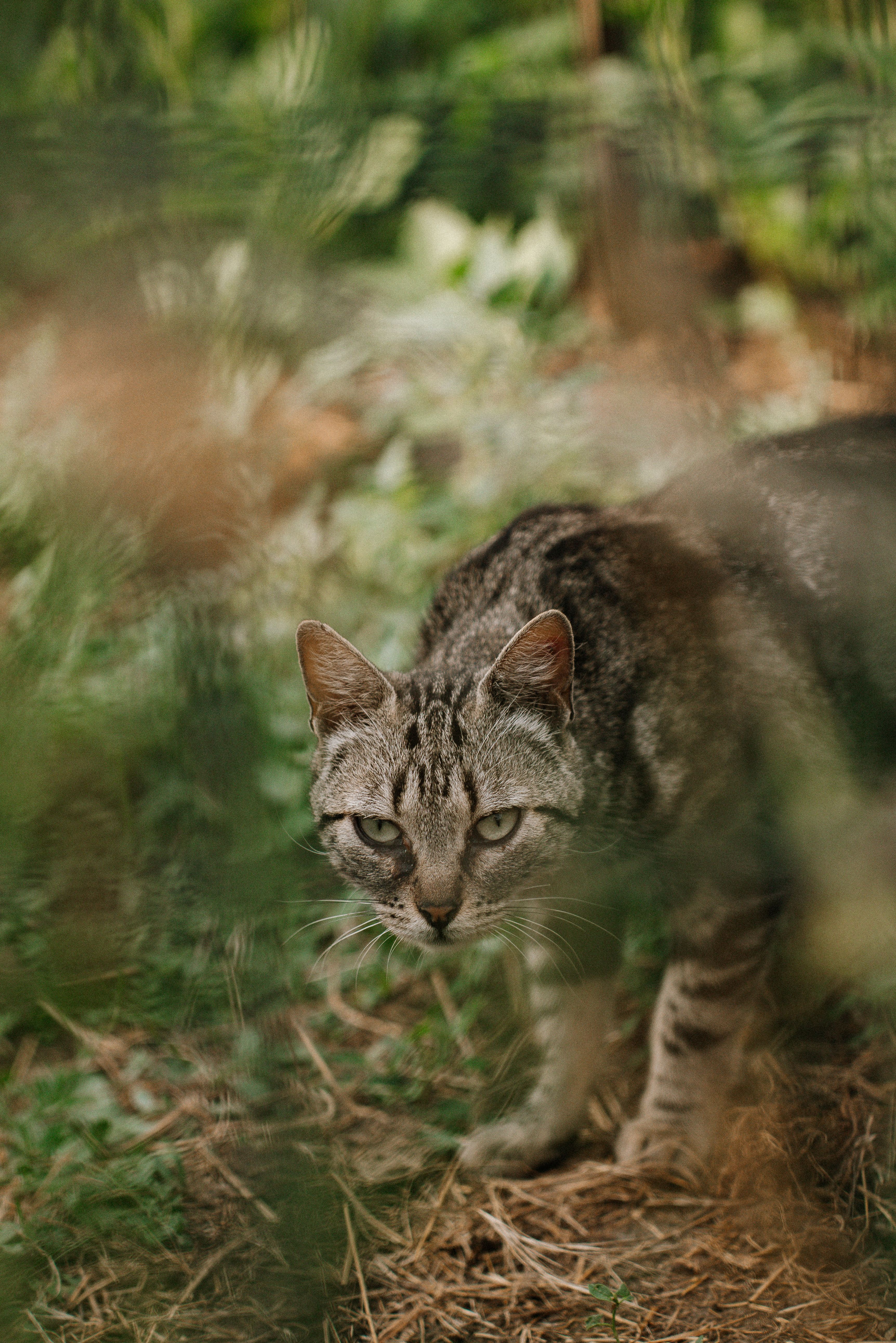 Minx Wild Cat Photos, Download The BEST Free Minx Wild Cat Stock Photos ...