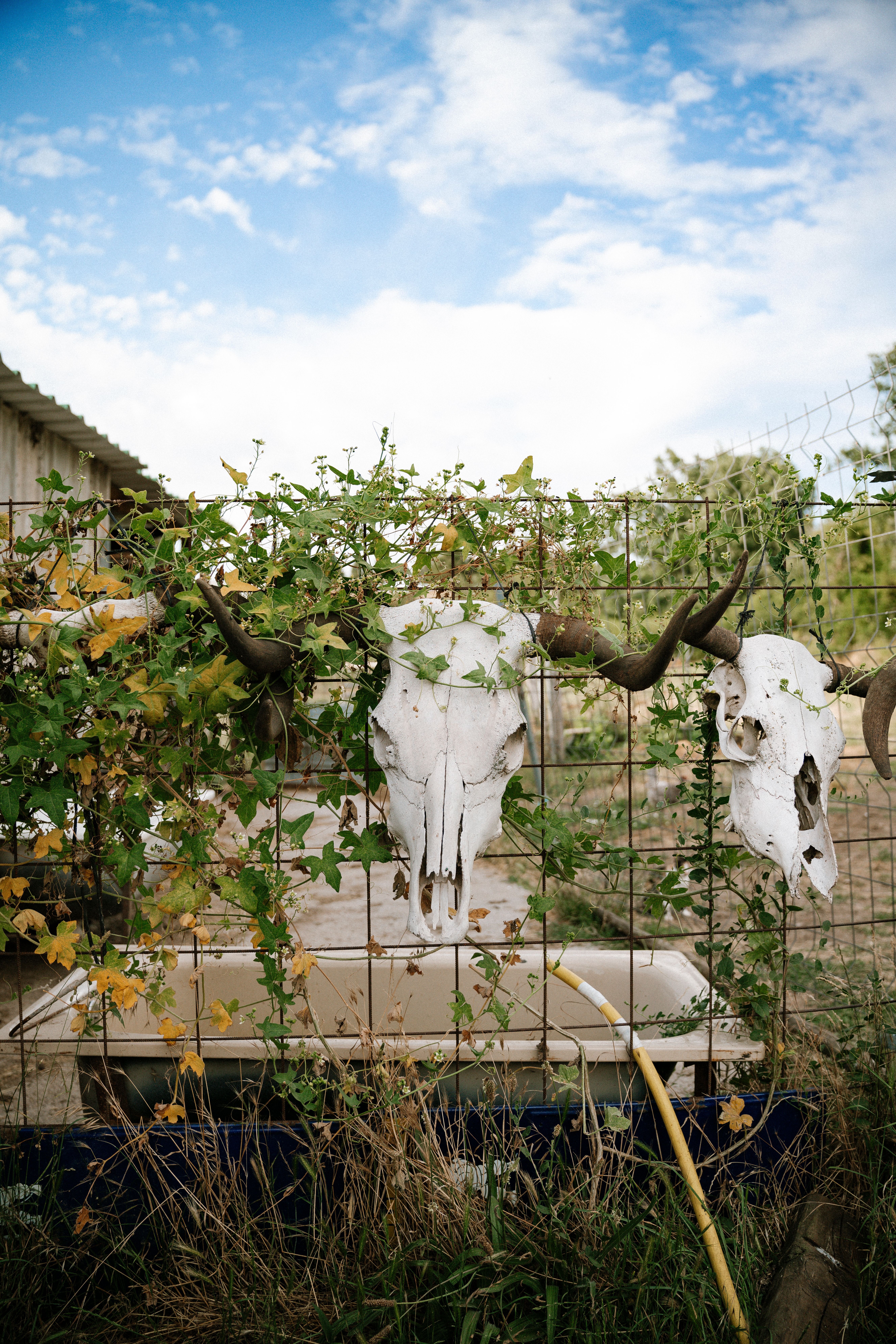 Rustic Bull Skulls Against Wire Fence in Rural Spain · Free Stock Photo