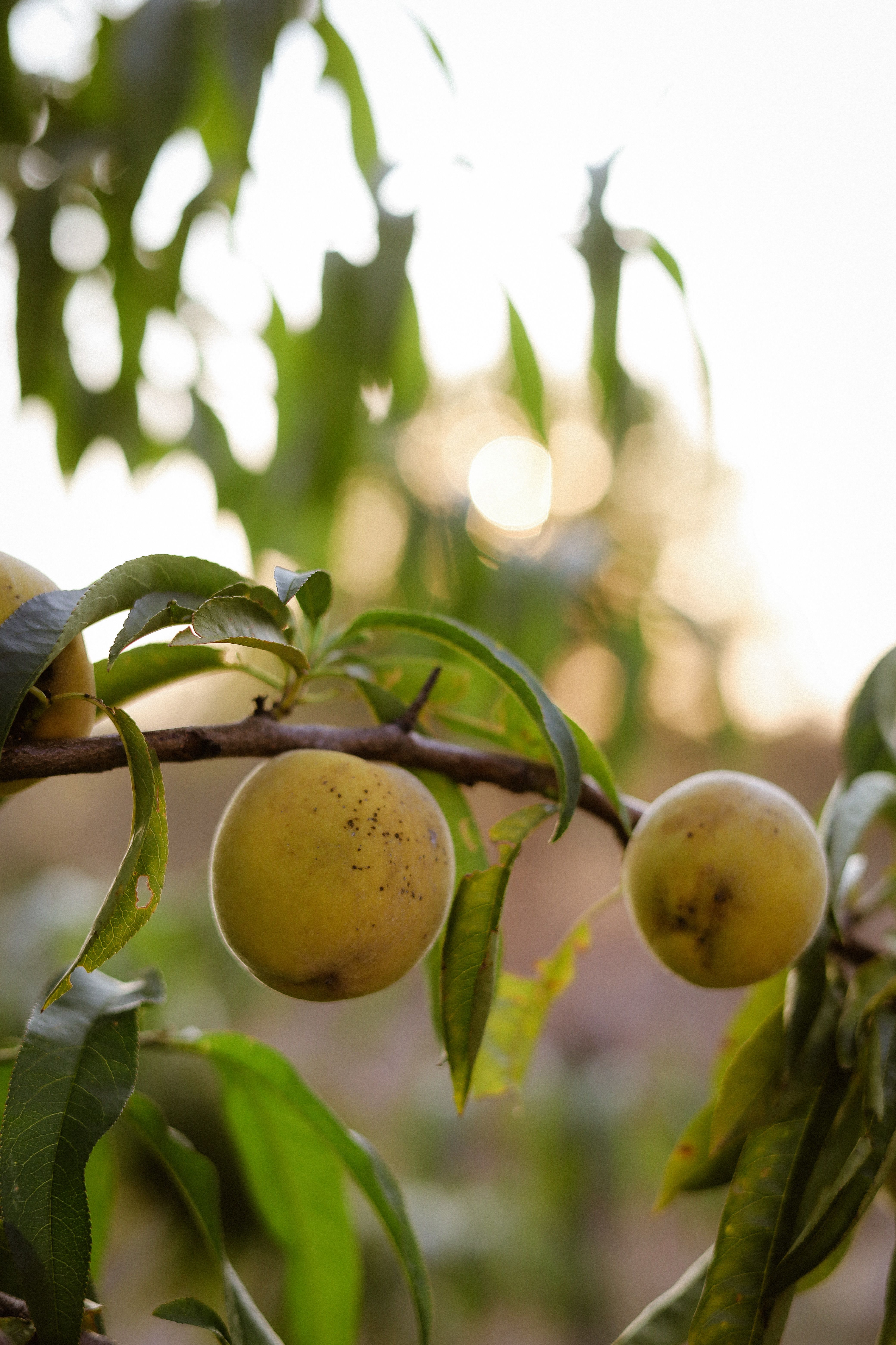 Ripe Peaches on Tree at Sunrise · Free Stock Photo