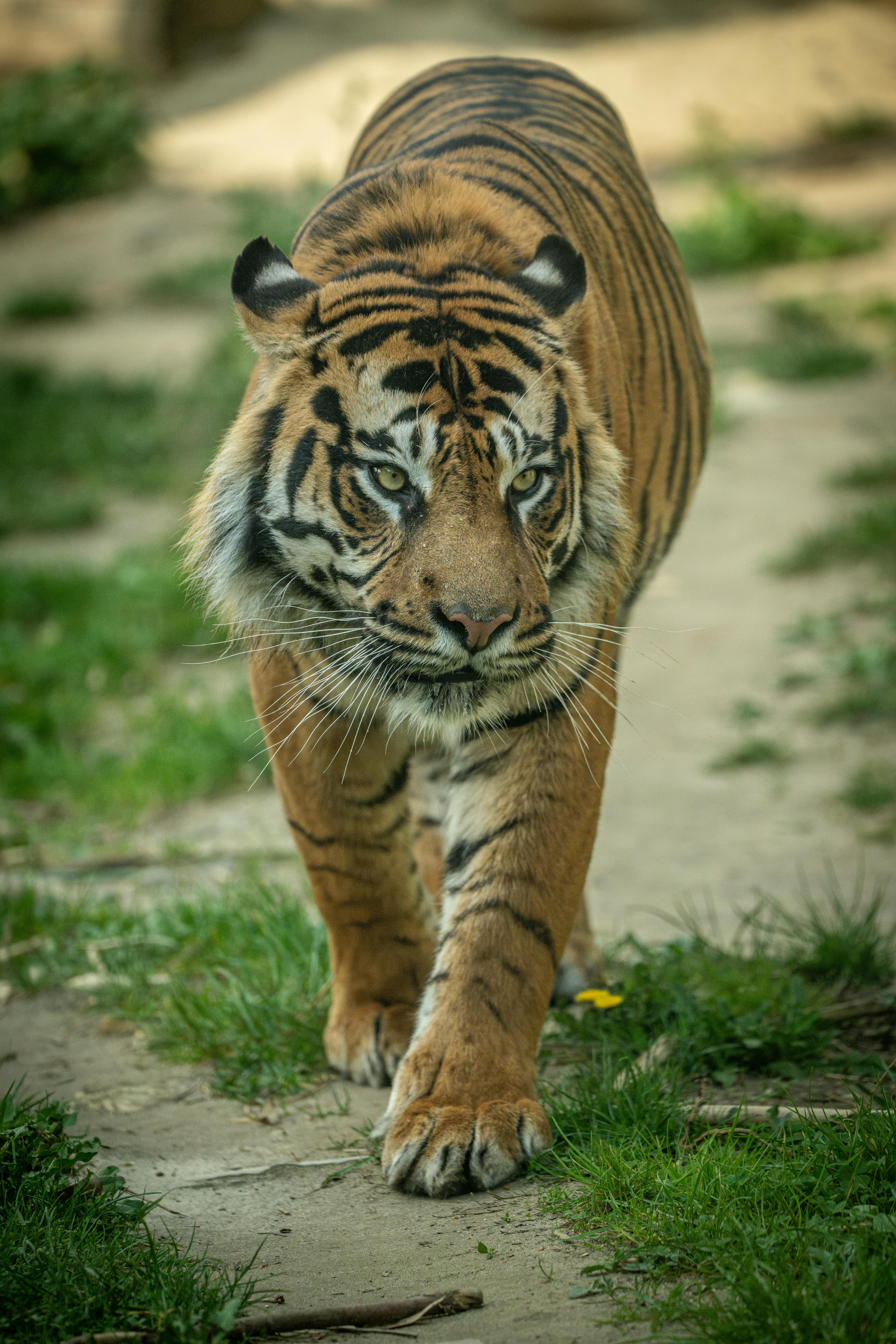 Tiger Beside Green Plants Standing on Brown Land during Daytime · Free ...