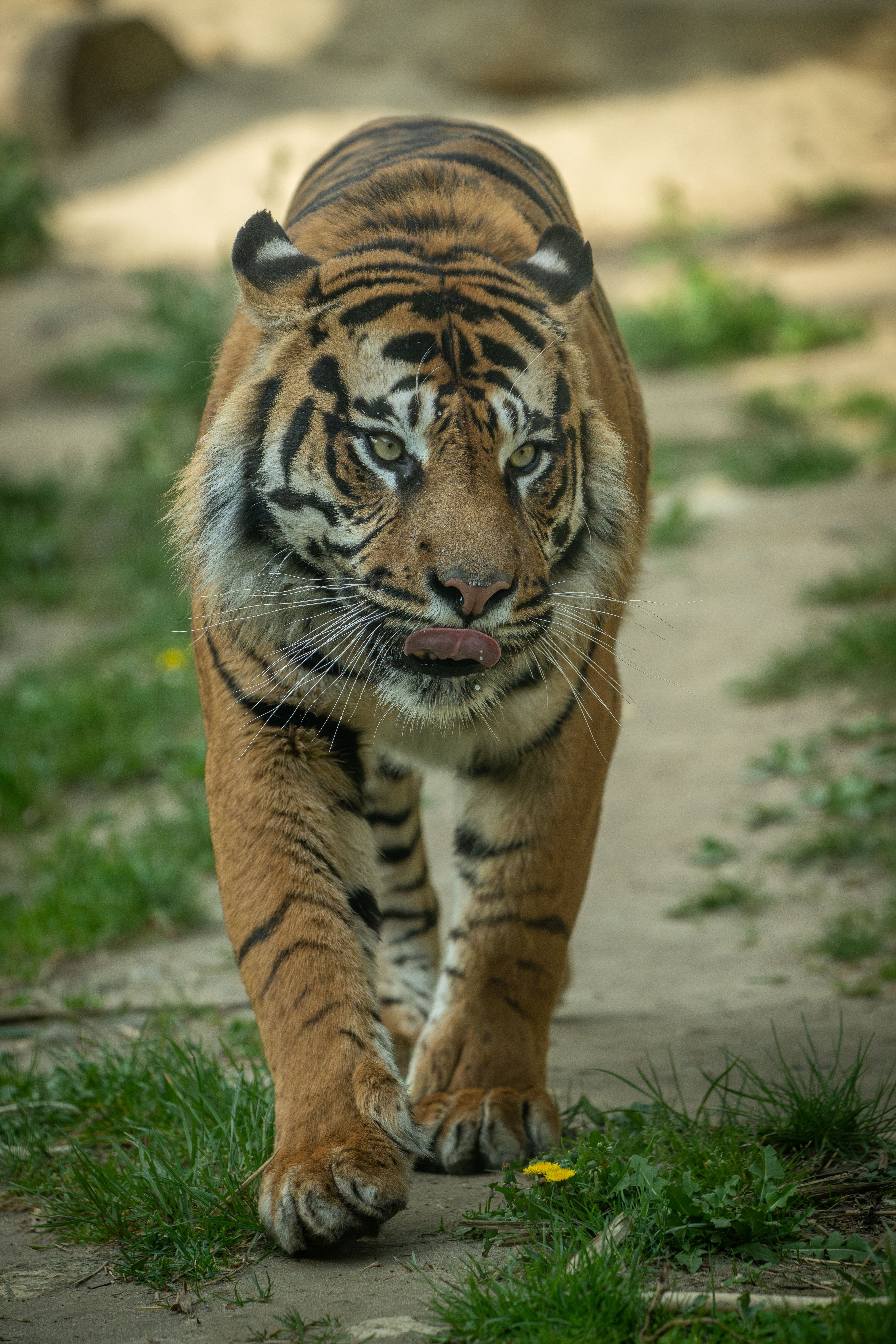 Malaysian Tiger Photos, Download The BEST Free Malaysian Tiger Stock ...