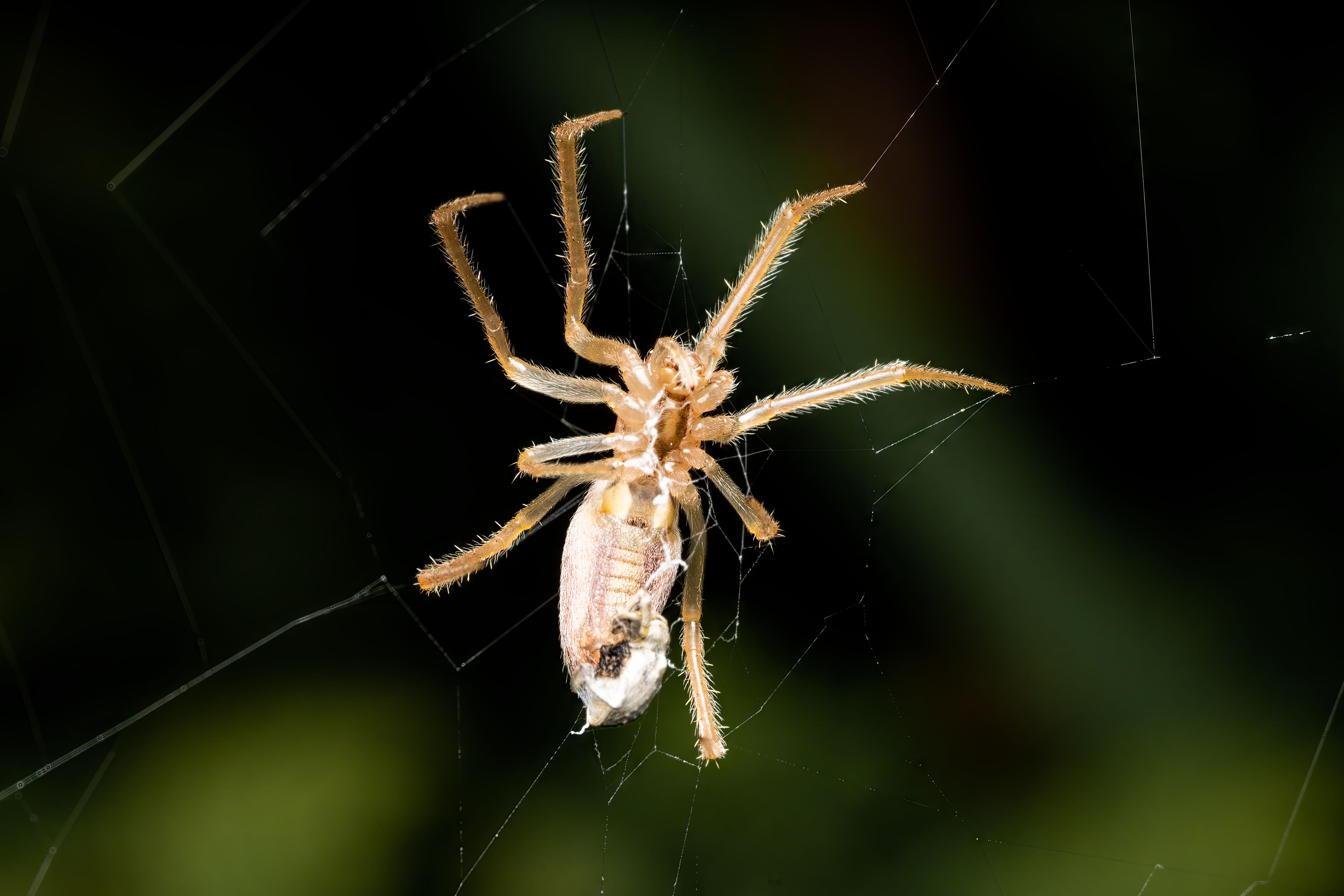 Spider Wallpaper Photos, Download The BEST Free Spider Wallpaper Stock ...