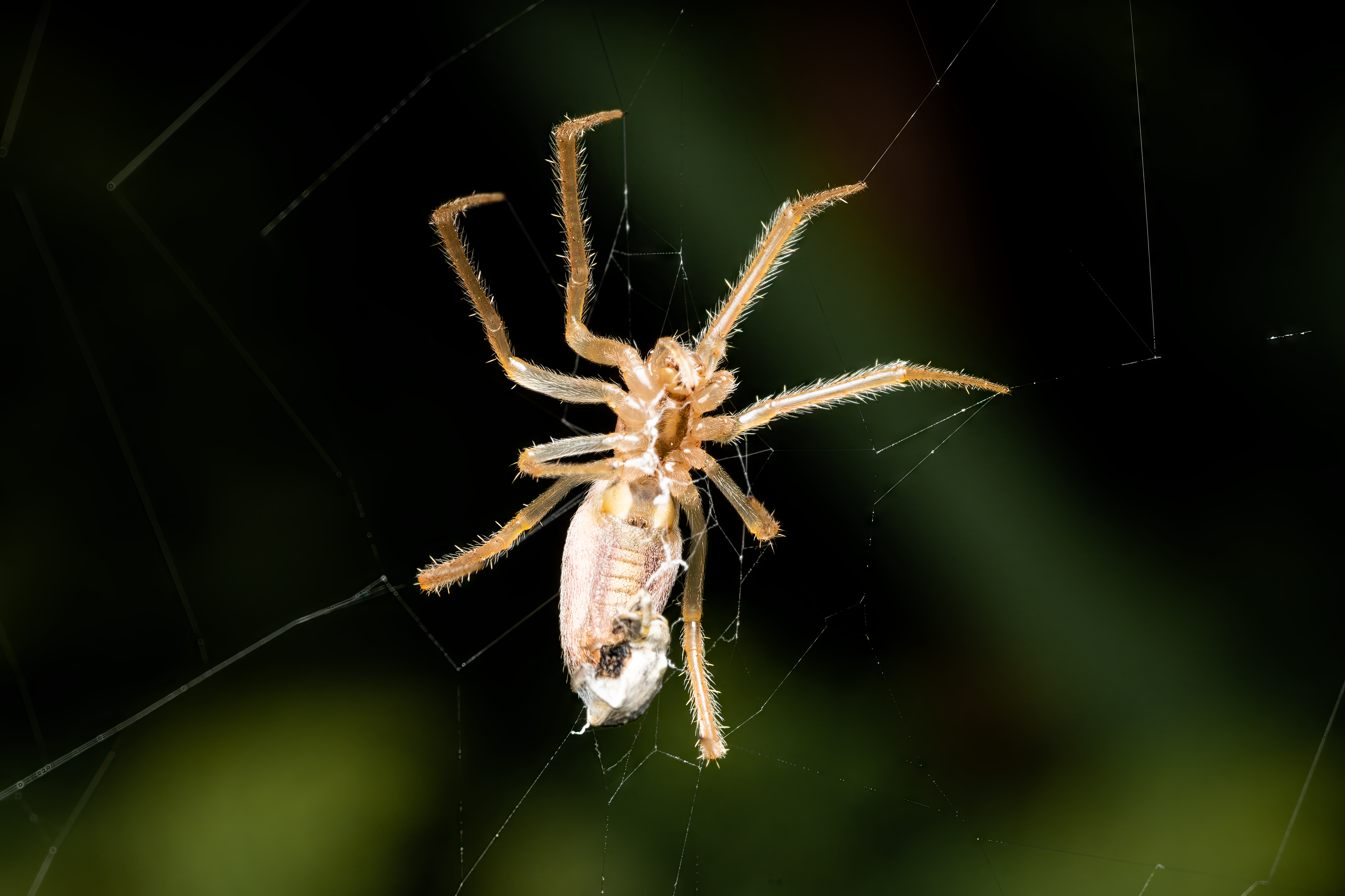 Eating Orange Barn Spider · Free Stock Photo
