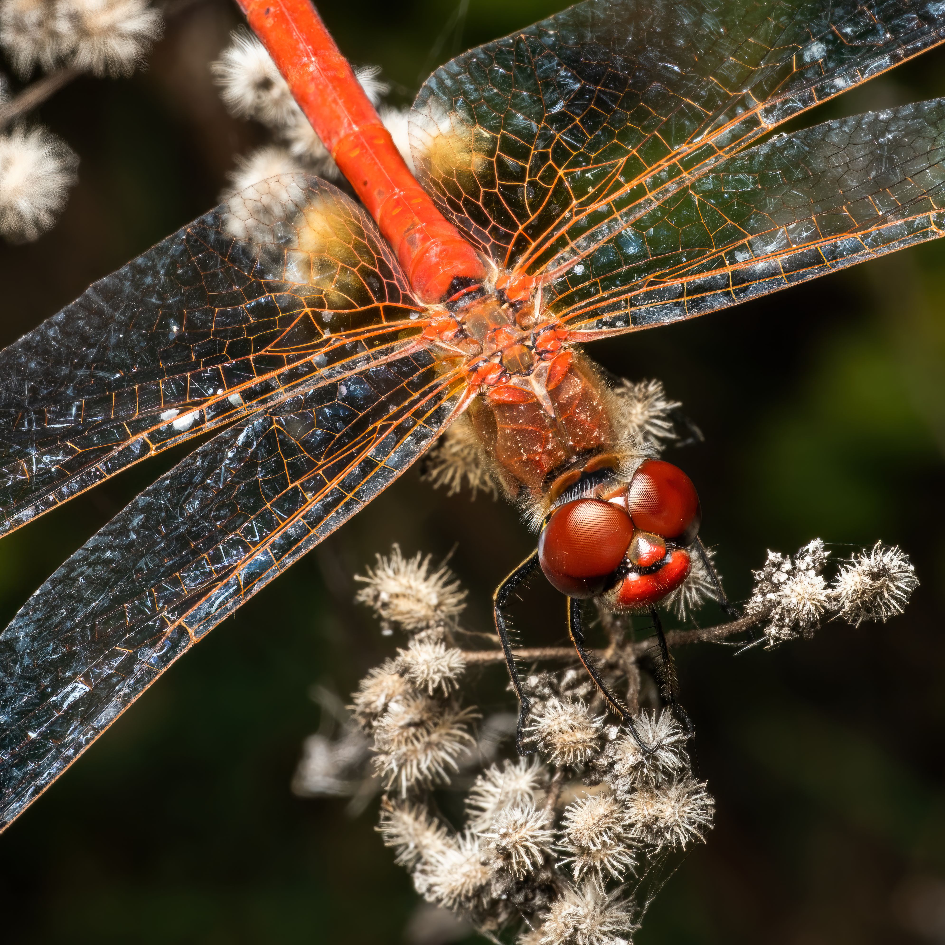 Dragon With Wings Photos, Download The BEST Free Dragon With Wings ...