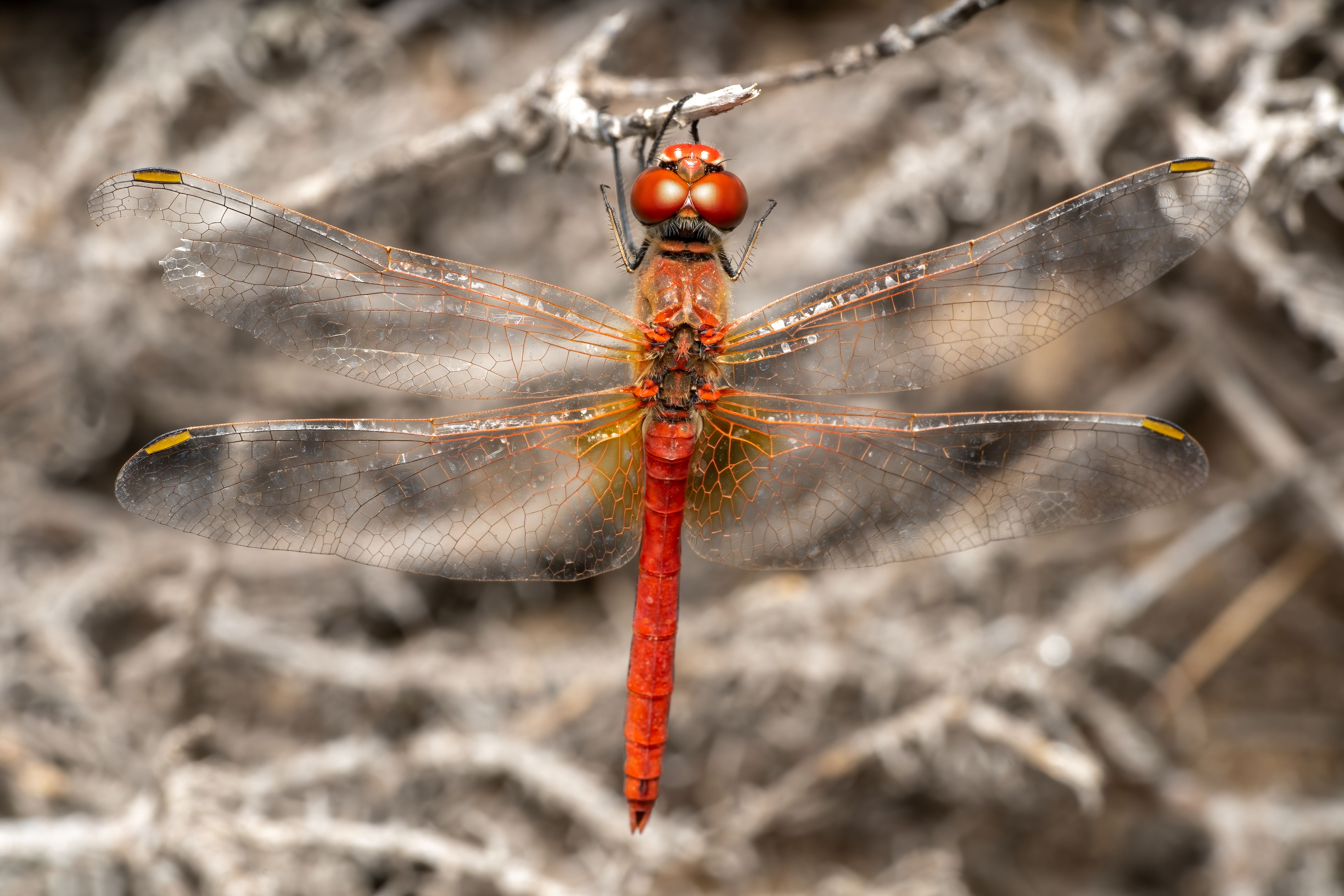 Live Red Wallpaper Photos, Download The BEST Free Live Red Wallpaper ...