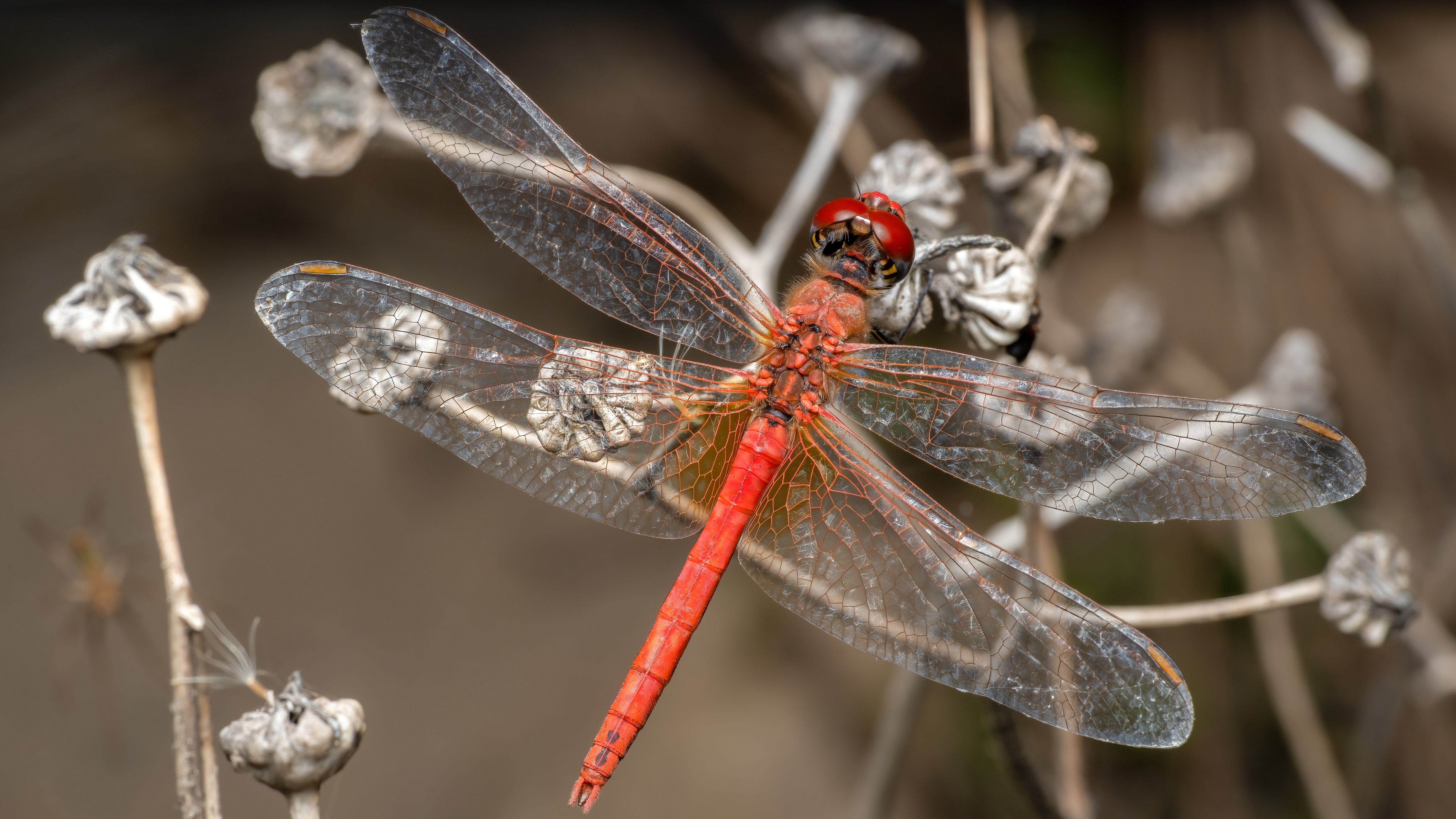 Vivid Red Dragonfly Macro in Valencia Park · Free Stock Photo