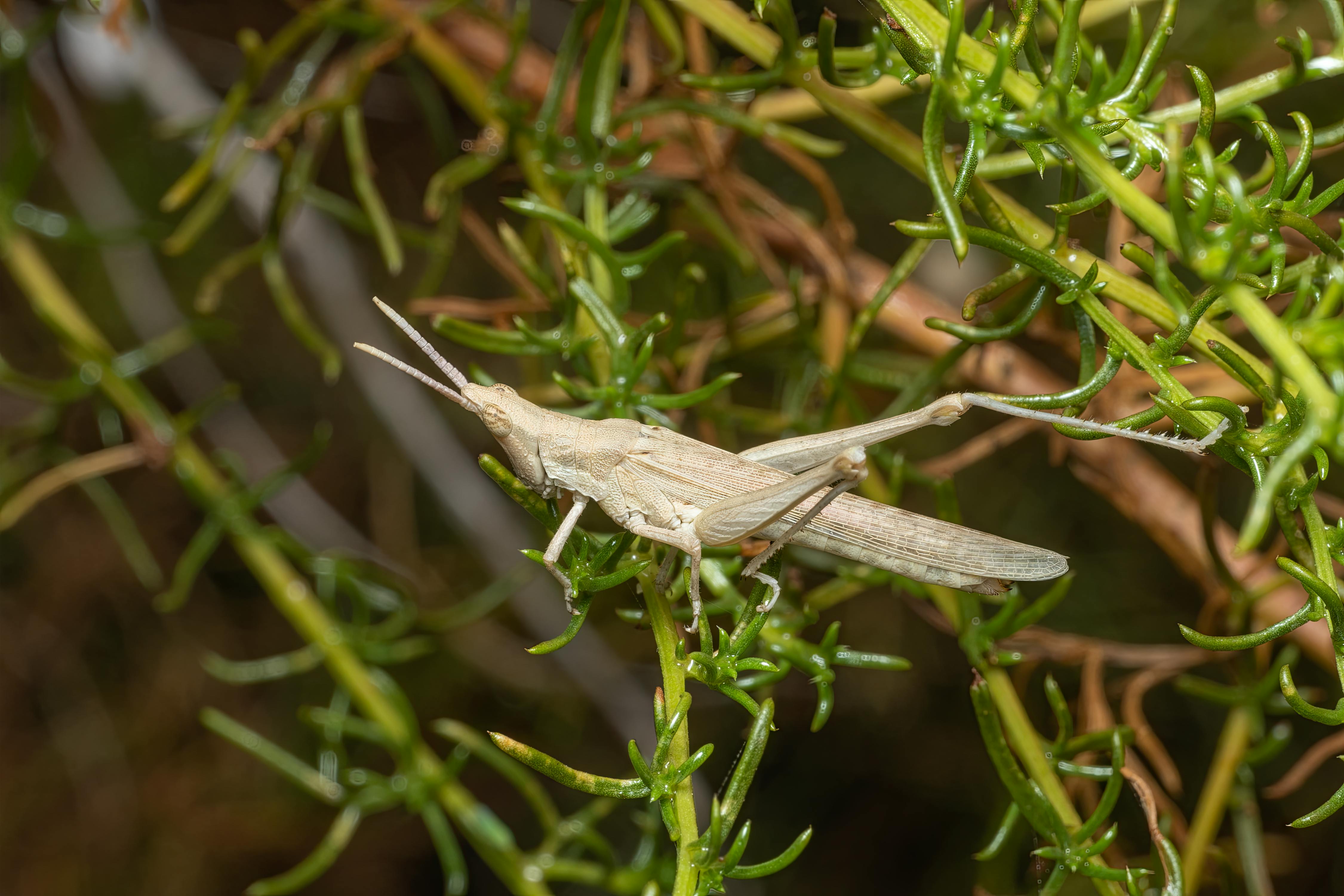 Locust Photos, Download The BEST Free Locust Stock Photos & HD Images