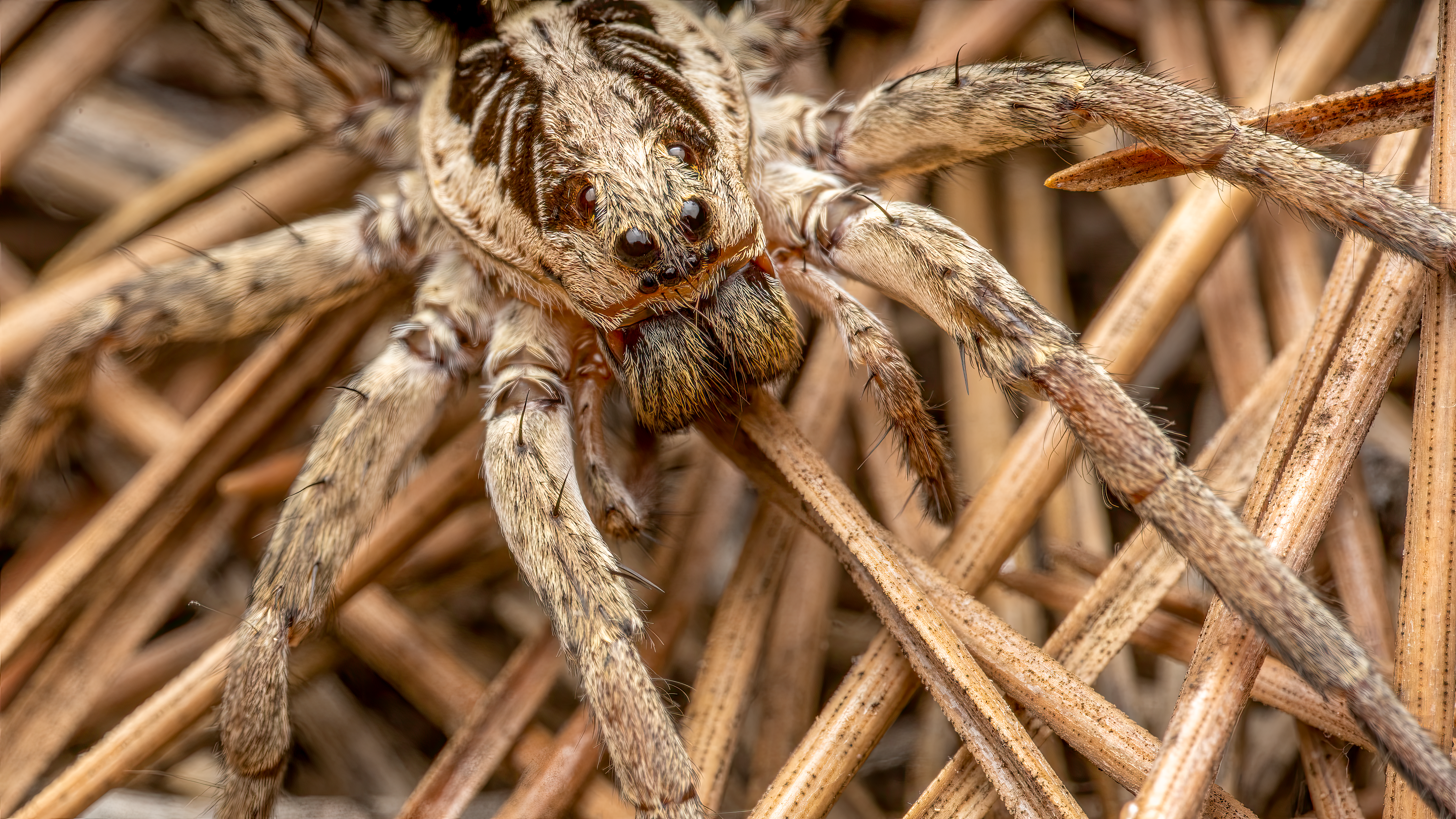 Close-Up of Wolf Spider in Natural Habitat · Free Stock Photo