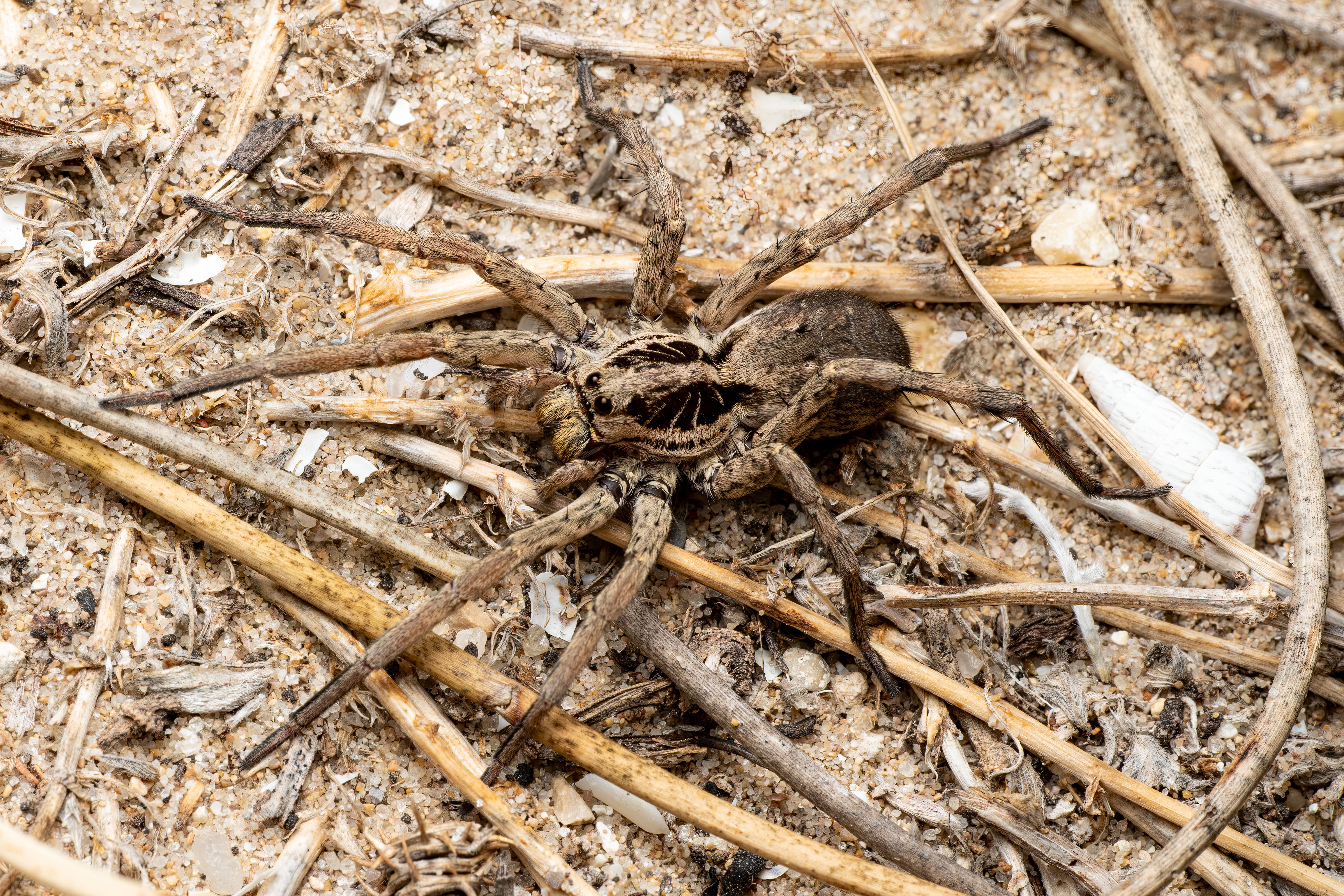 Spider Wallpaper Photos, Download The BEST Free Spider Wallpaper Stock ...
