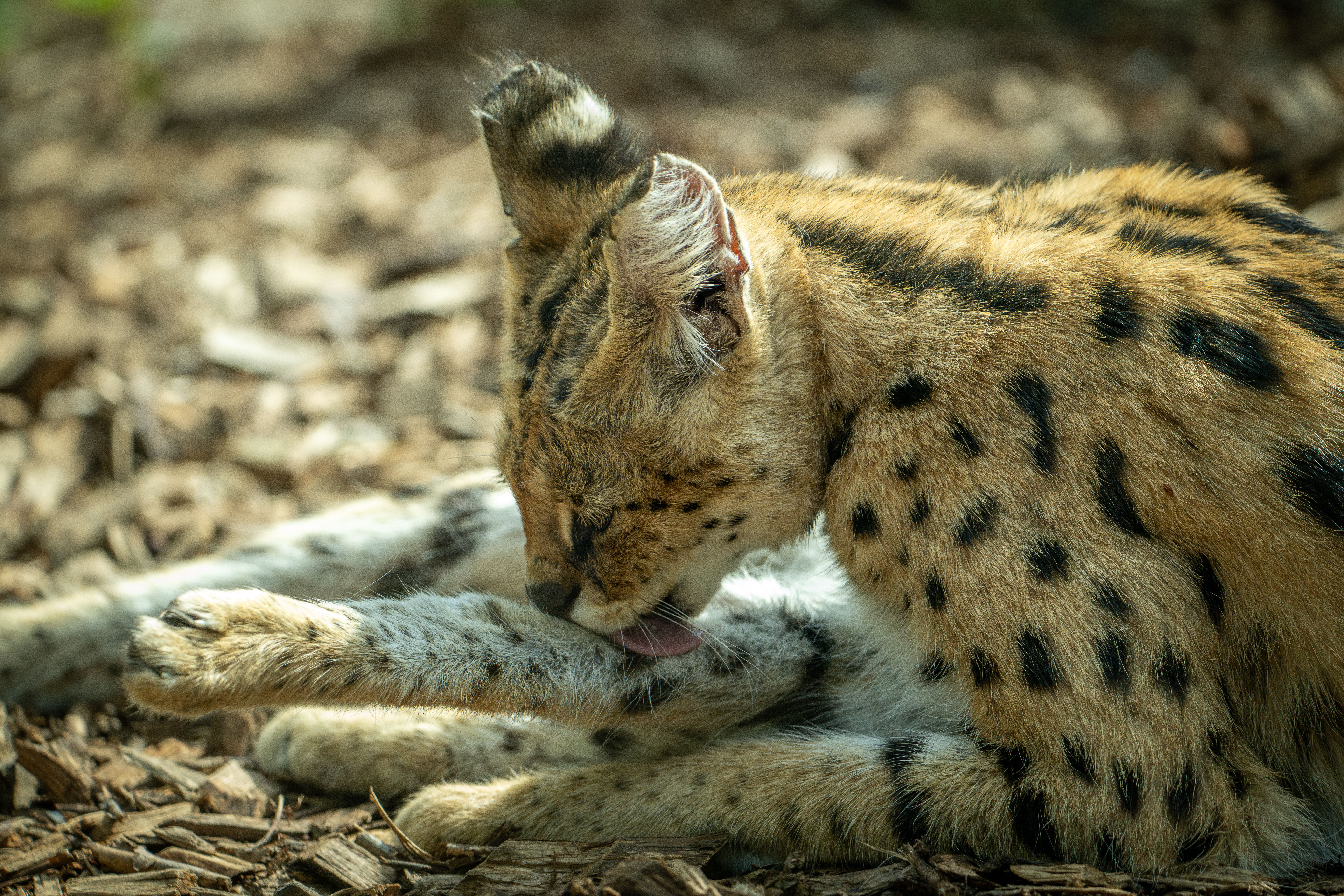 Minx Wild Cat Photos, Download The BEST Free Minx Wild Cat Stock Photos ...