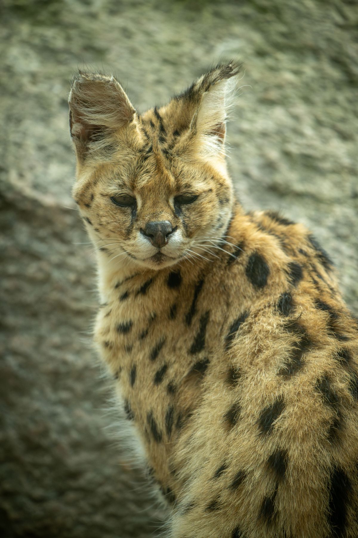 Minx Wild Cat Photos, Download The BEST Free Minx Wild Cat Stock Photos ...