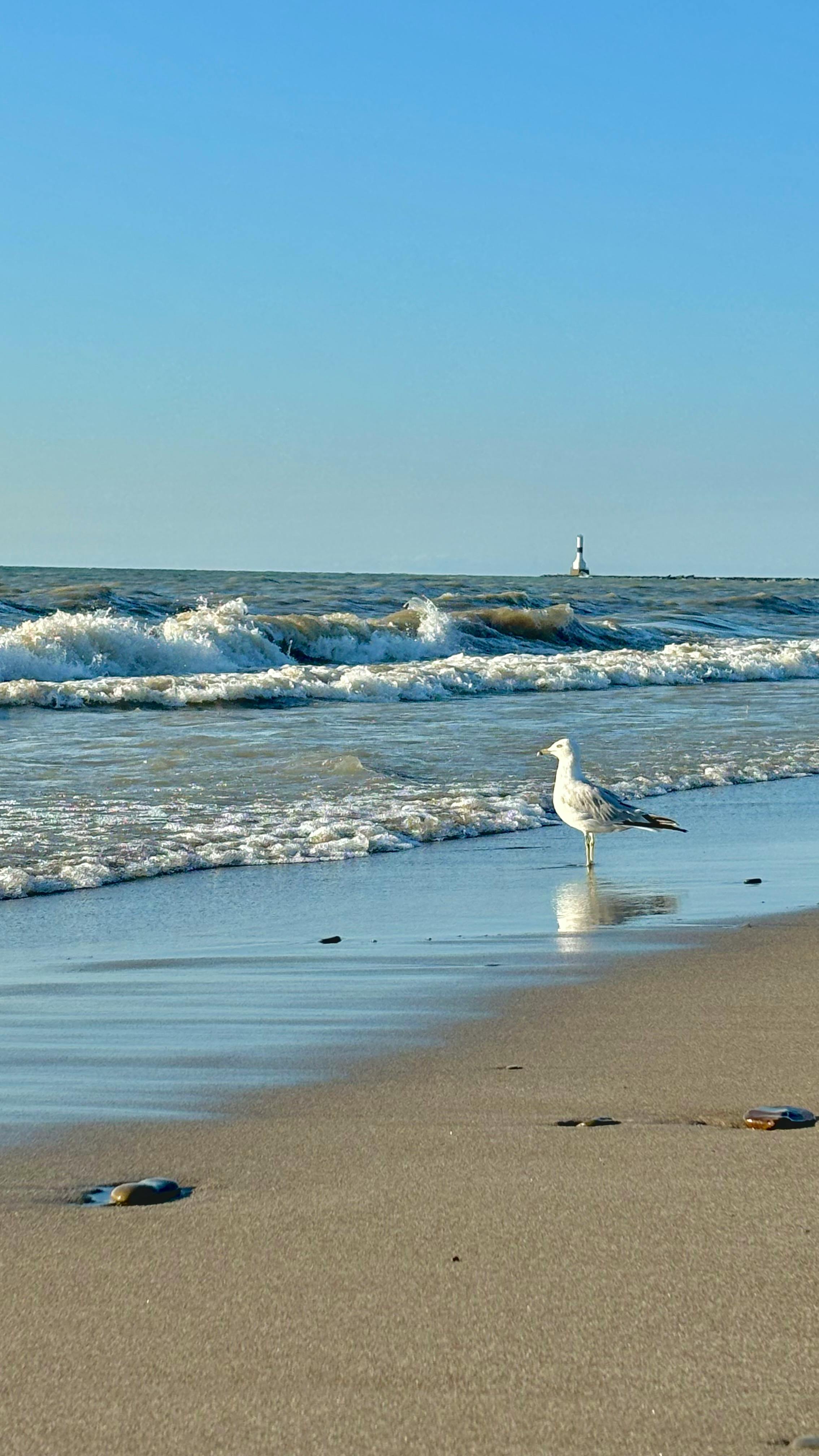 Seagull on a Sandy Beach with Lighthouse View · Free Stock Photo