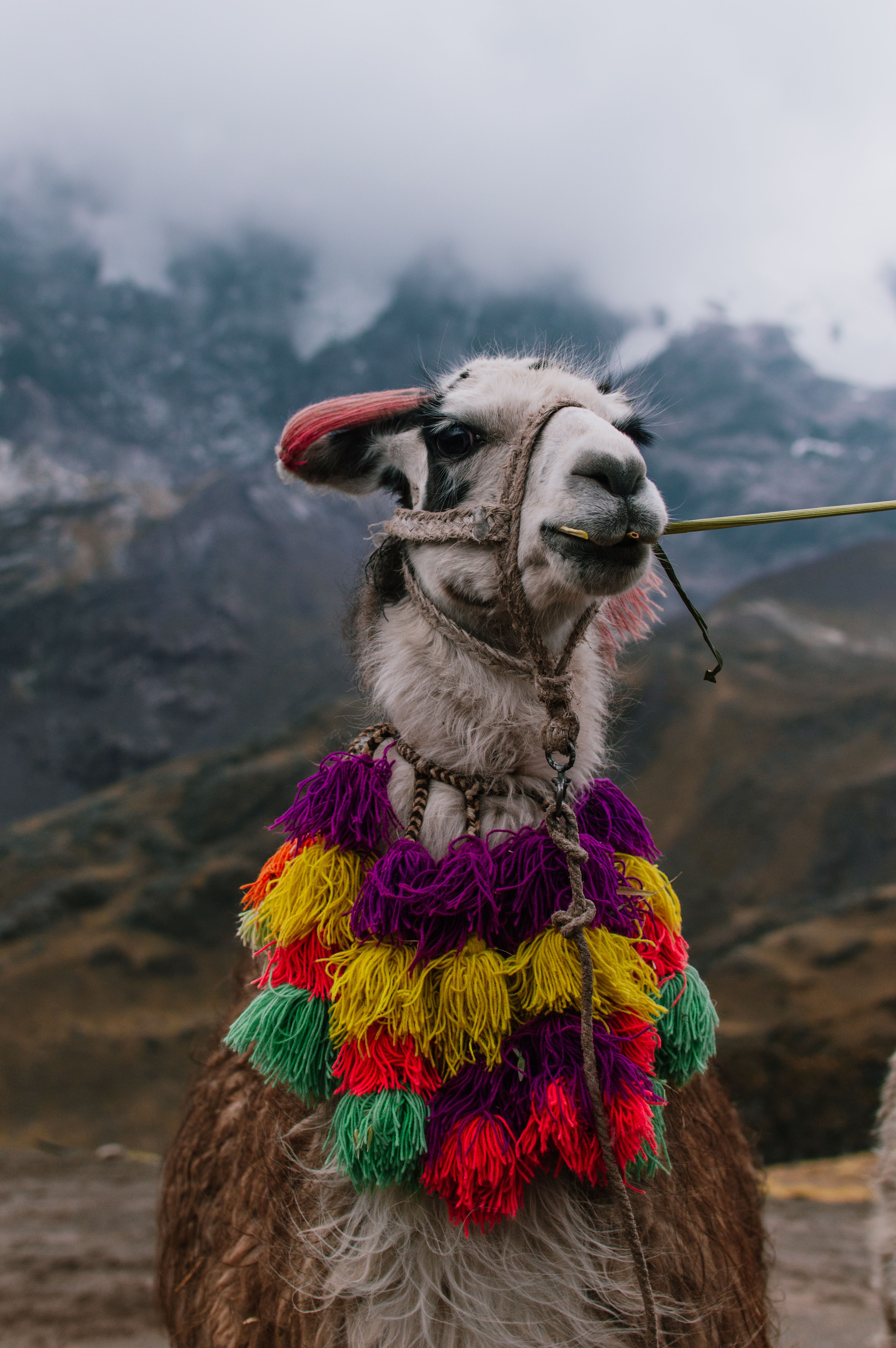 Peru Photos, Download The BEST Free Peru Stock Photos & HD Images