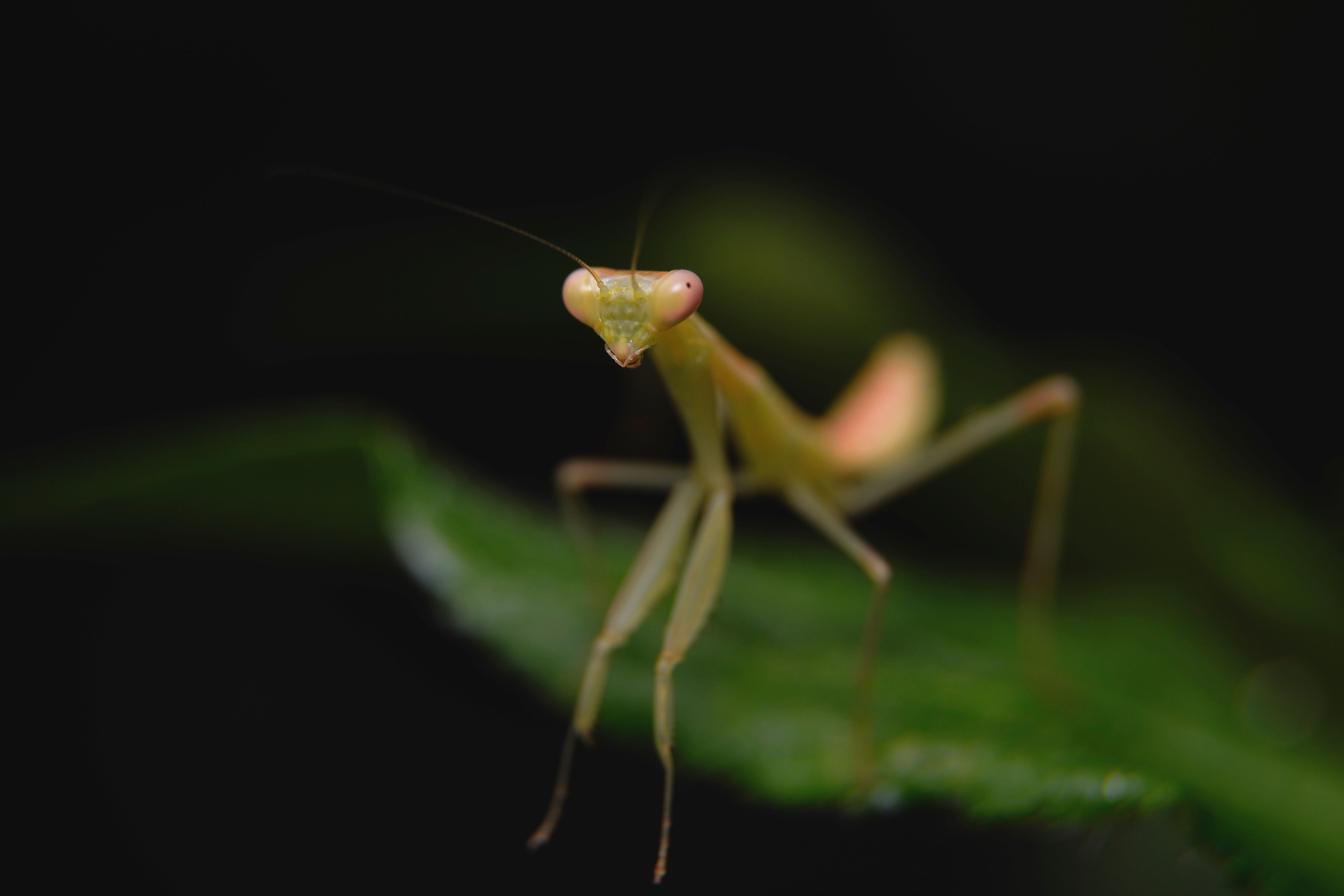 Close-up of a Praying Mantis on Leaf in Indonesia · Free Stock Photo