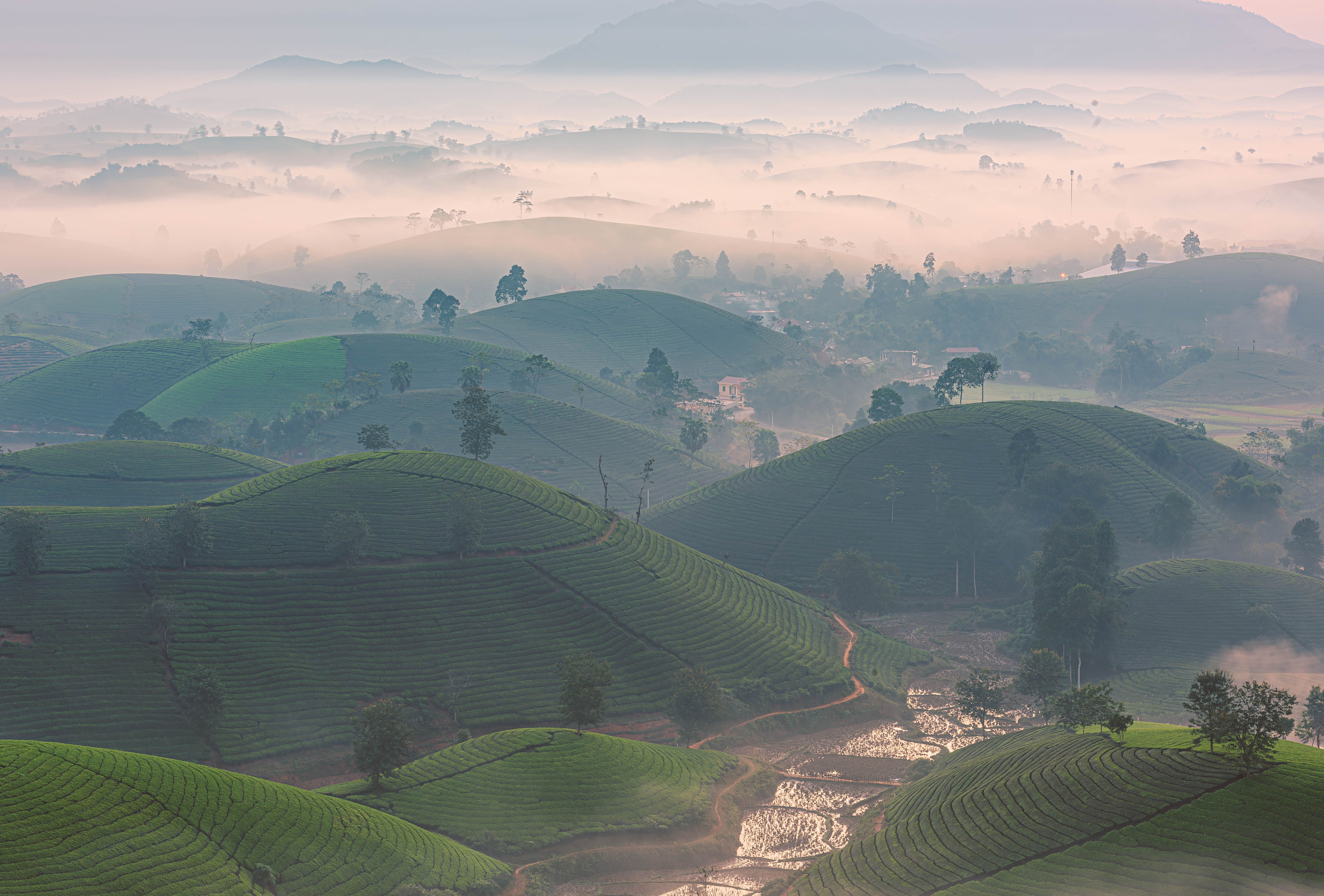 Misty Tea Plantations at Sunrise in Vietnam · Free Stock Photo