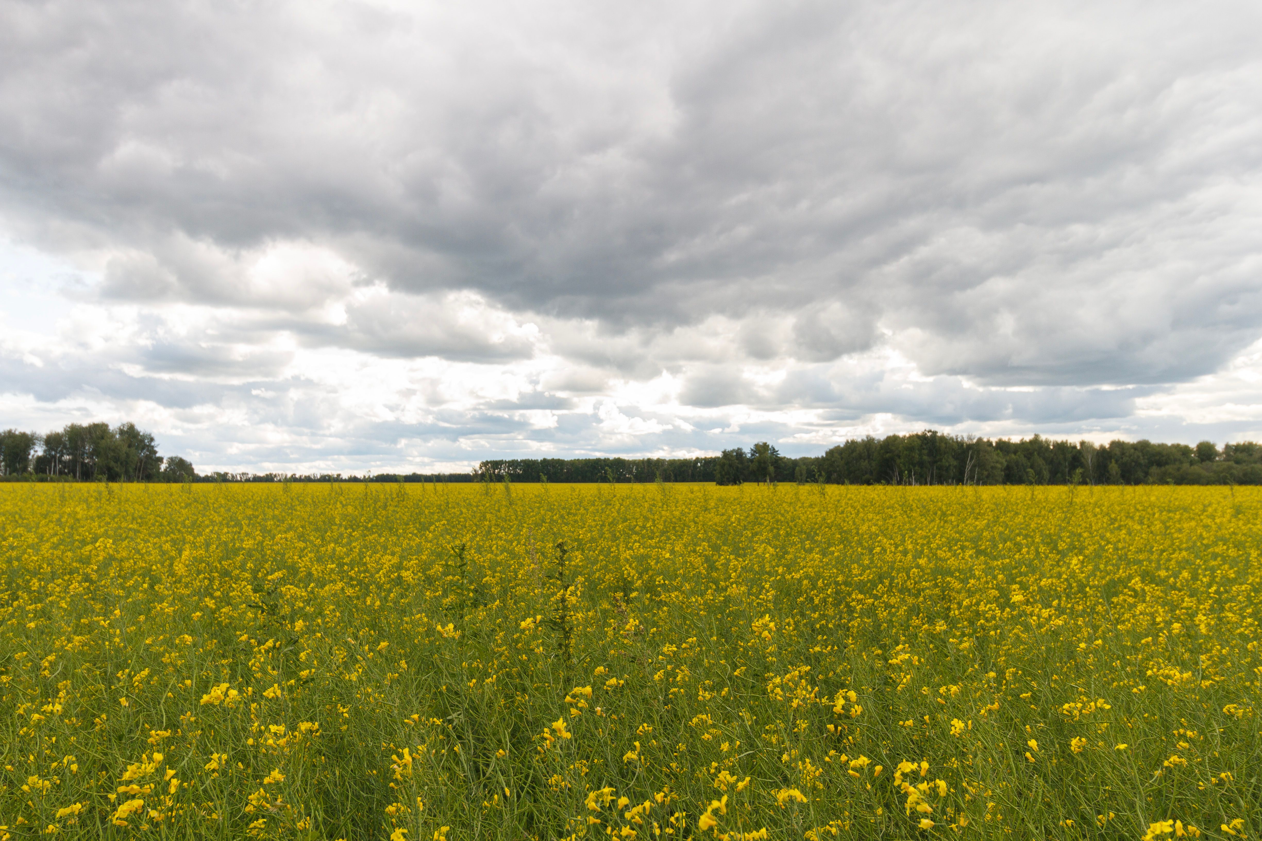 Vast Yellow Wildflower Field Under Cloudy Sky · Free Stock Photo