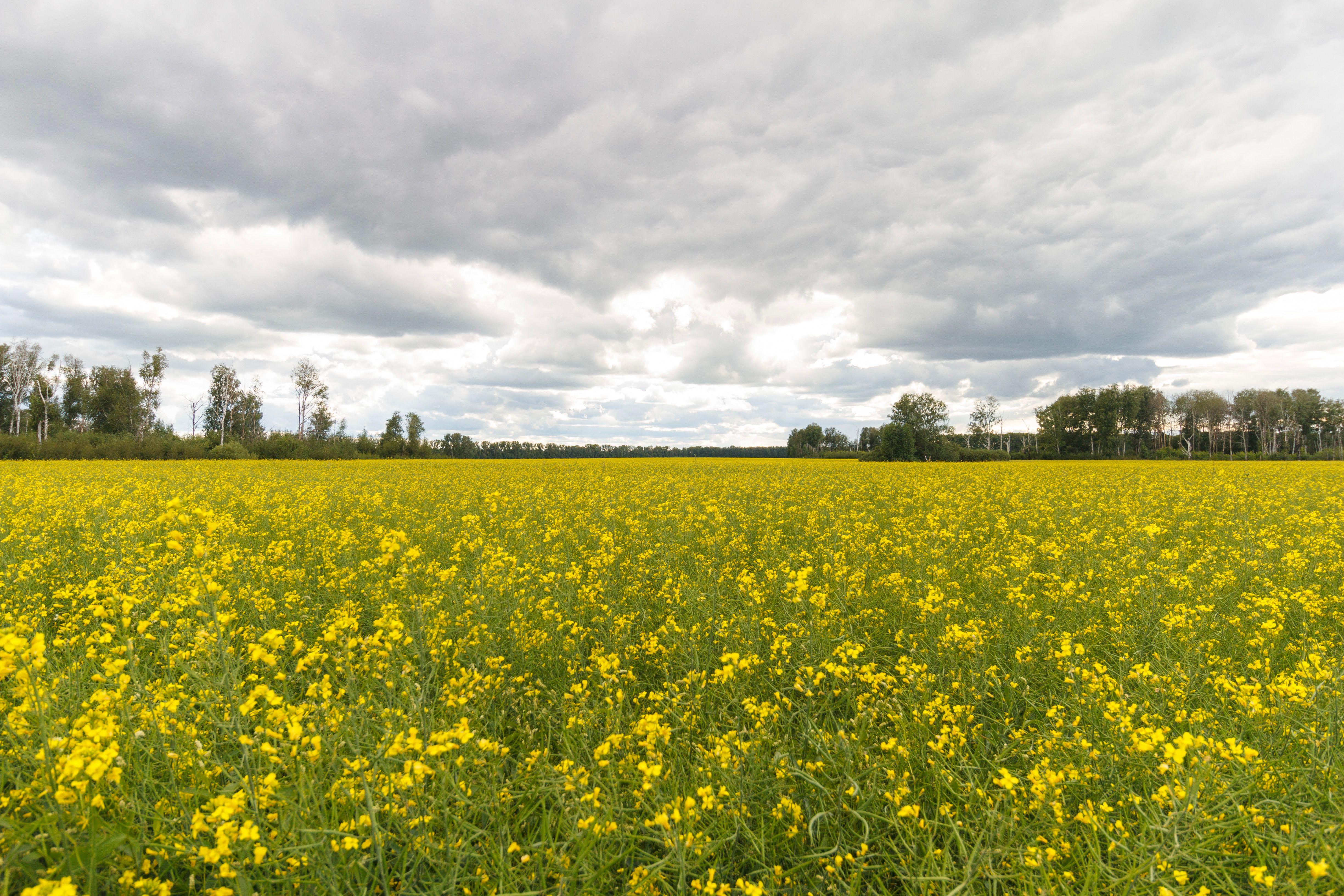 Vast Yellow Flower Field Under Cloudy Sky · Free Stock Photo