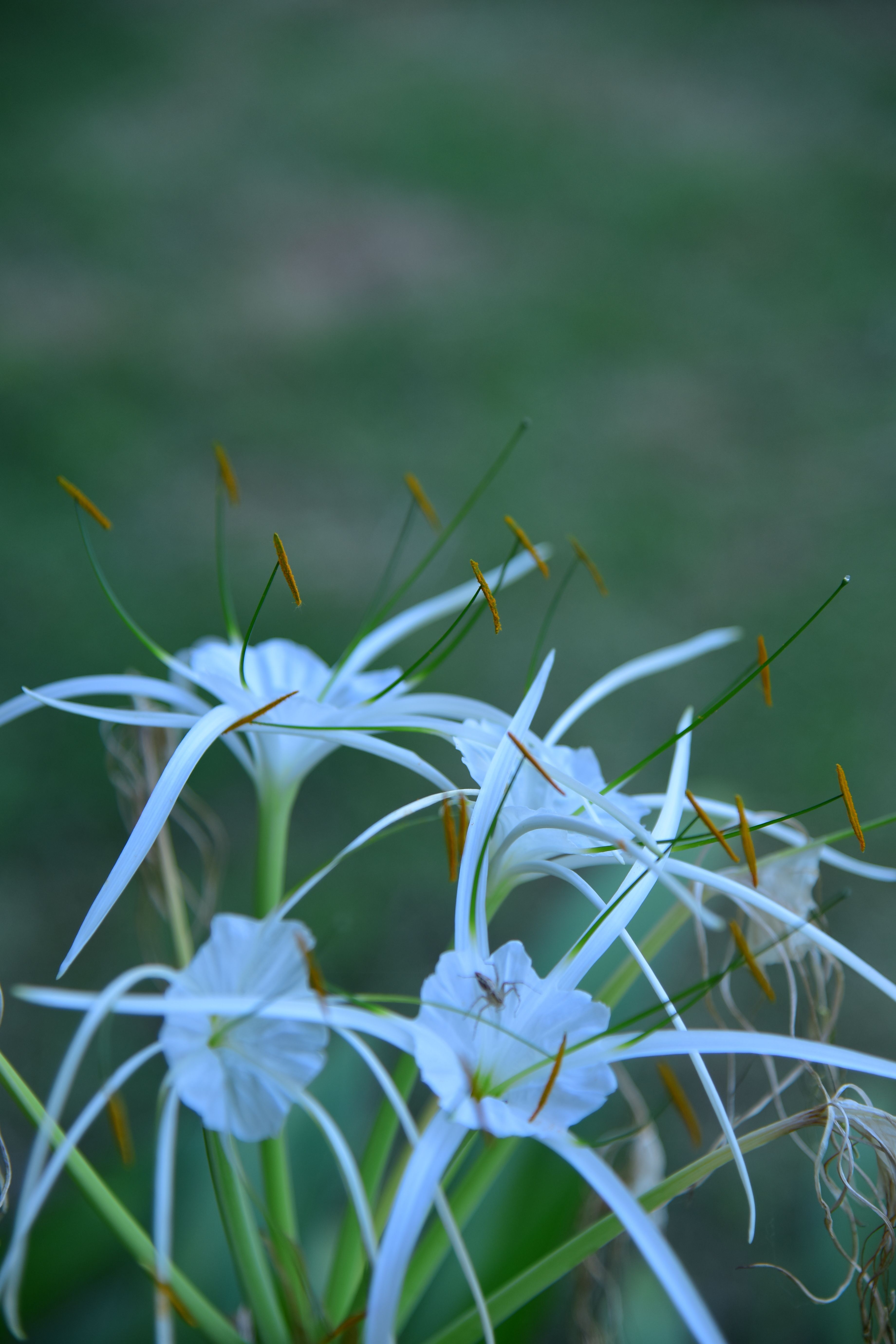Spider Lily Photos, Download The BEST Free Spider Lily Stock Photos ...