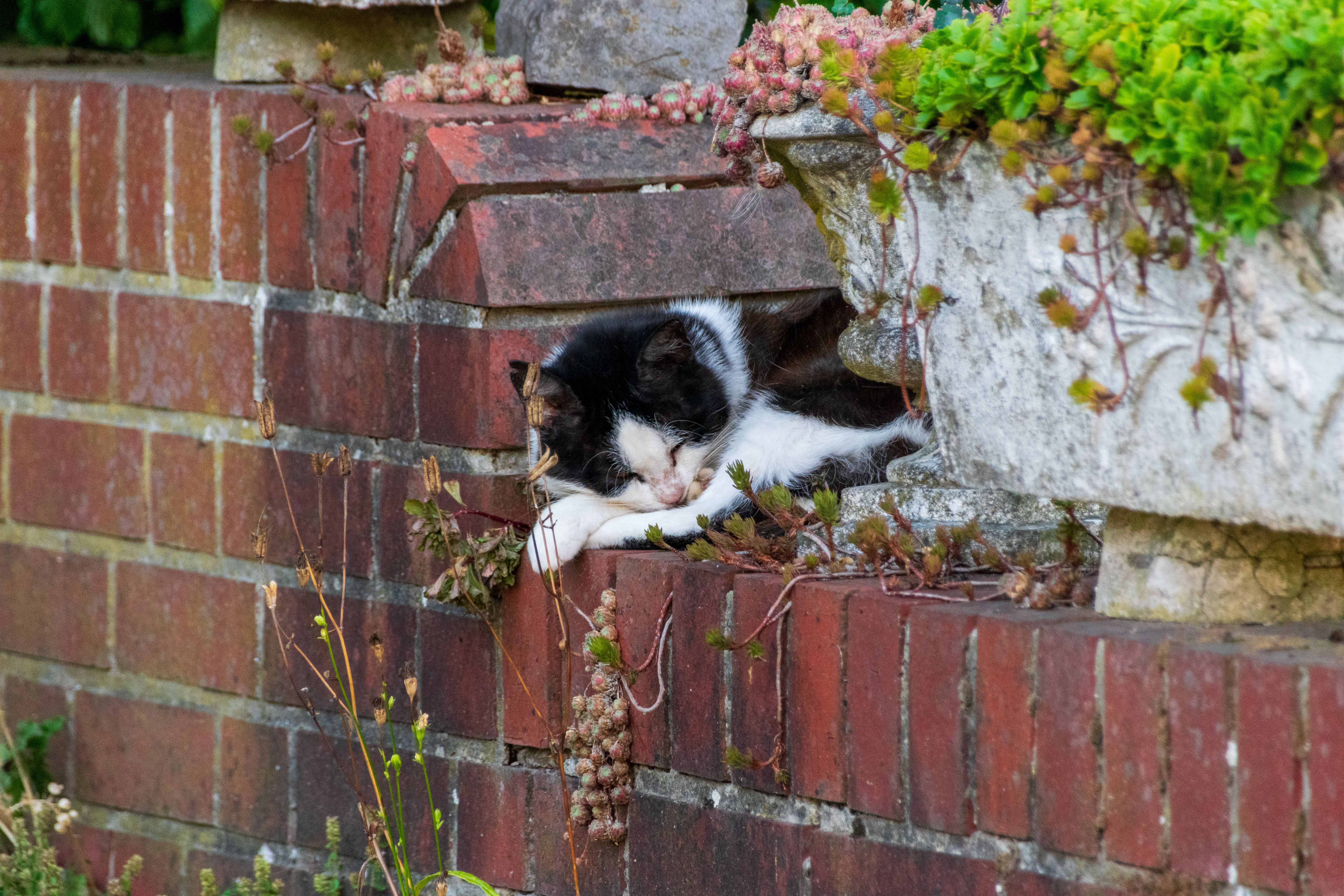 Cozy Cat Nestled in Garden Brick Wall · Free Stock Photo