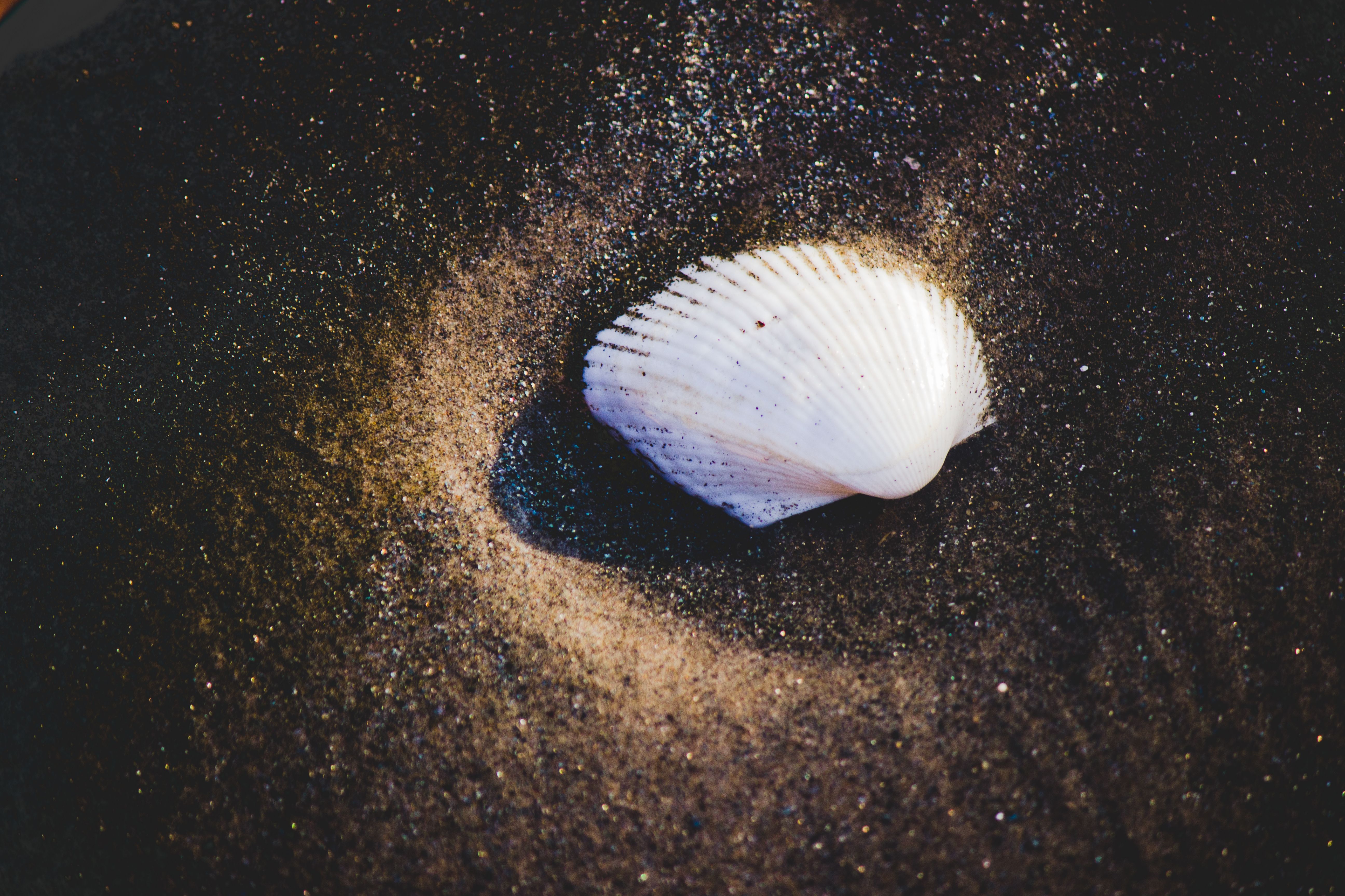 Close-Up Shot of a White Seashell · Free Stock Photo