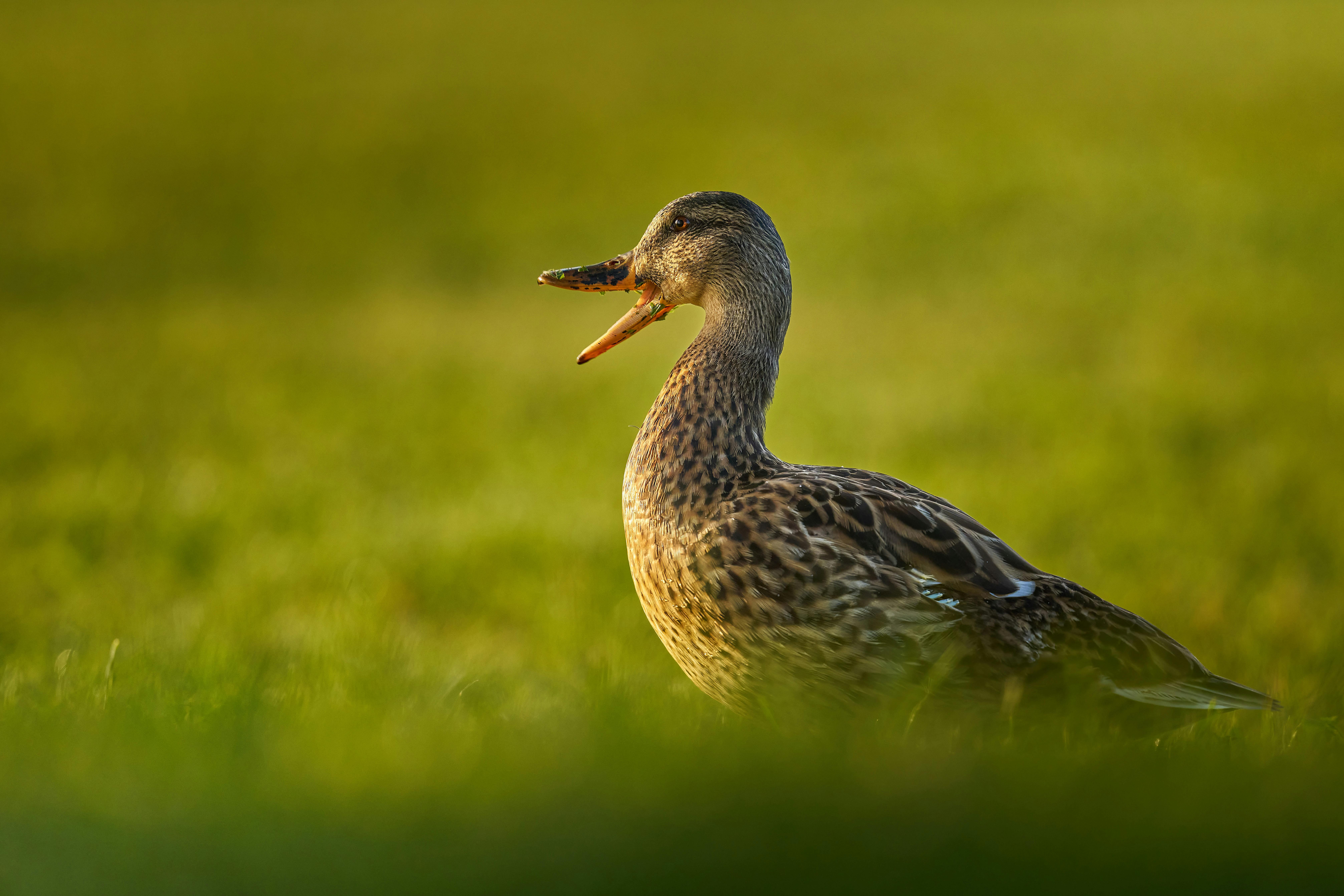 Bokeh Jepang Aktir Photos, Download The BEST Free Bokeh Jepang Aktir ...