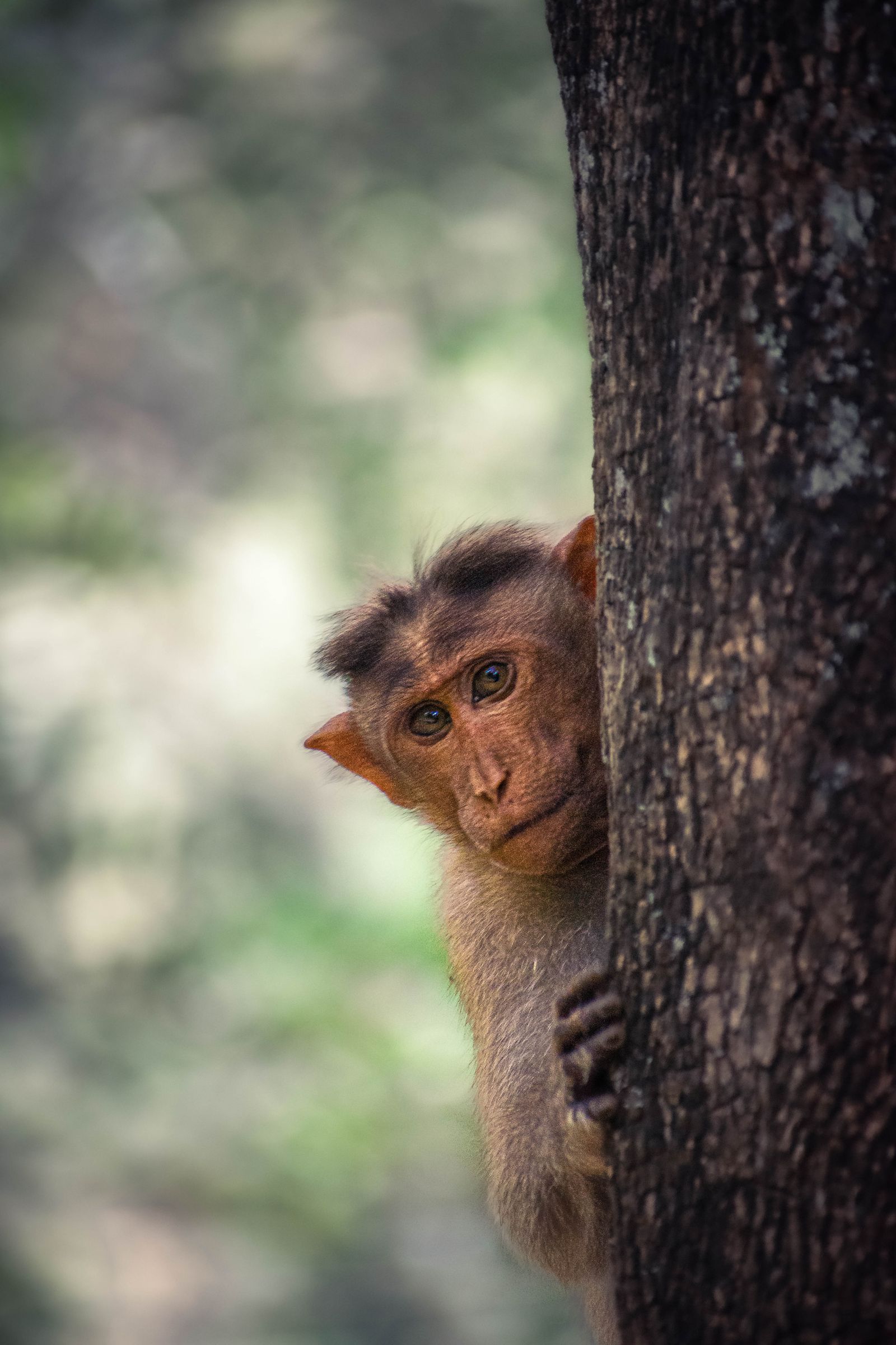 Funny Monkey Face Photos, Download The BEST Free Funny Monkey Face ...