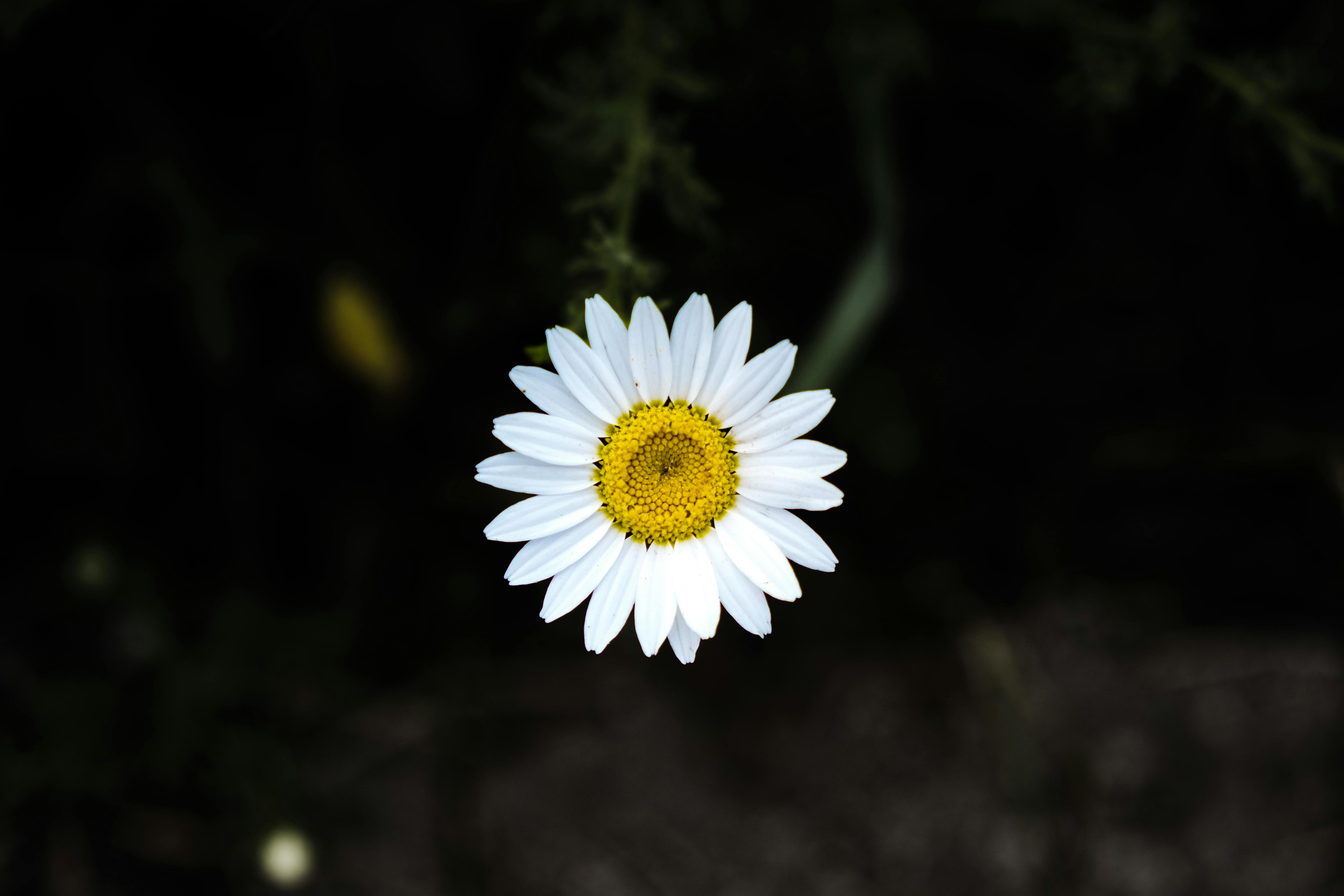 Lonely Daisy on a Brown Surface in Thailand · Free Stock Photo