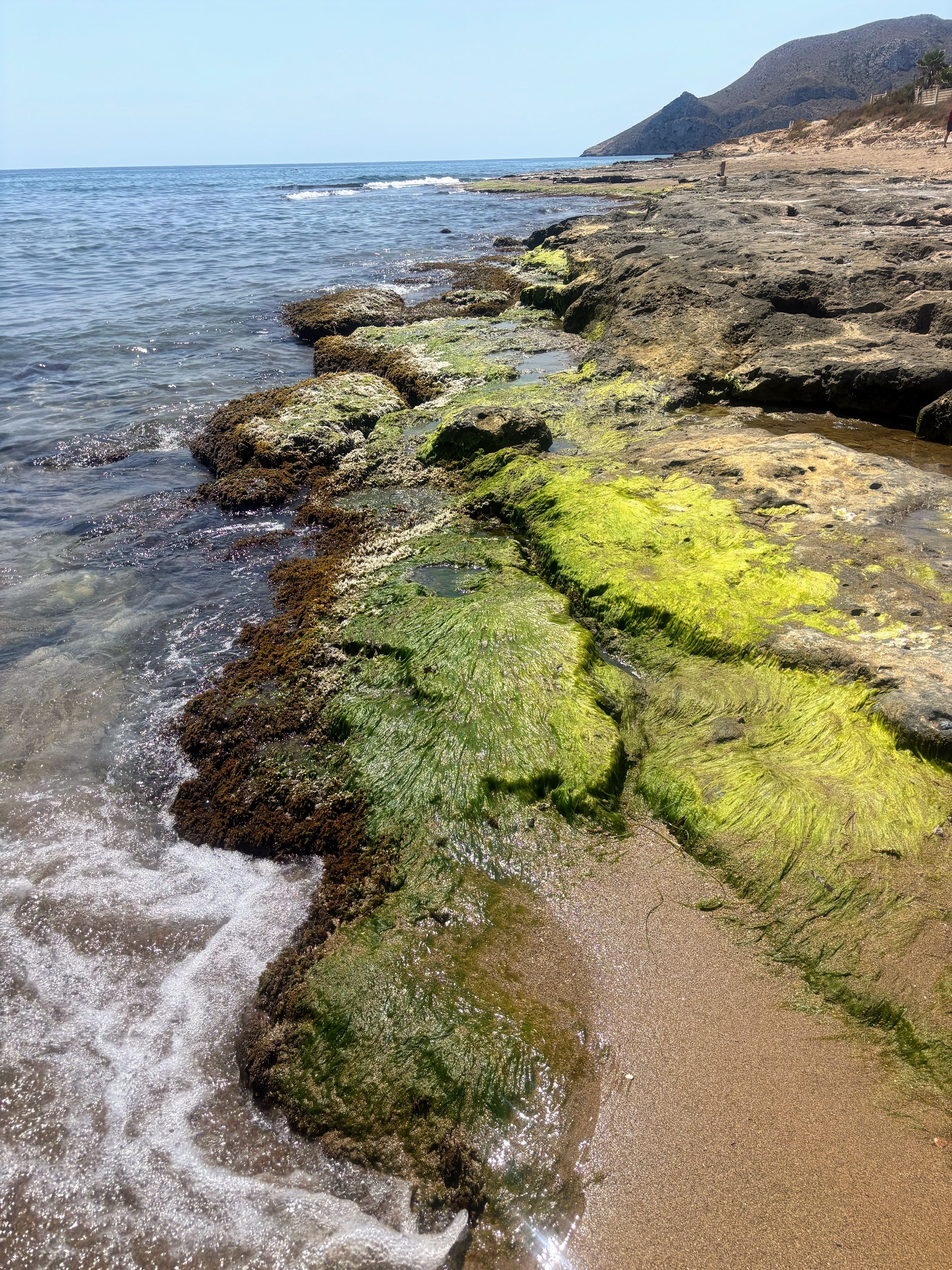 Rocky Coastal Shore with Mossy Green Algae · Free Stock Photo