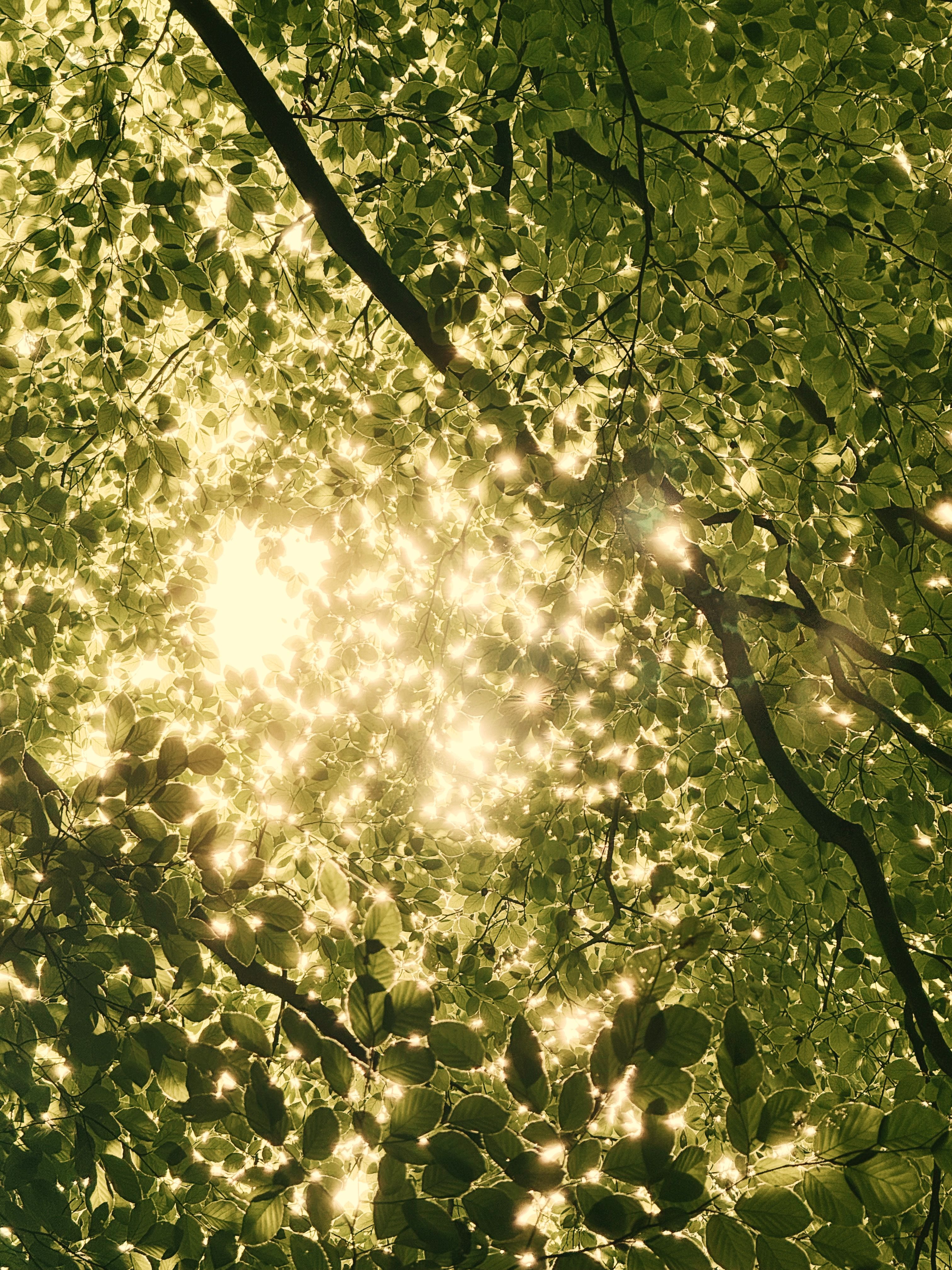 Forest Canopy Light Rays Background Photos, Download The BEST Free ...