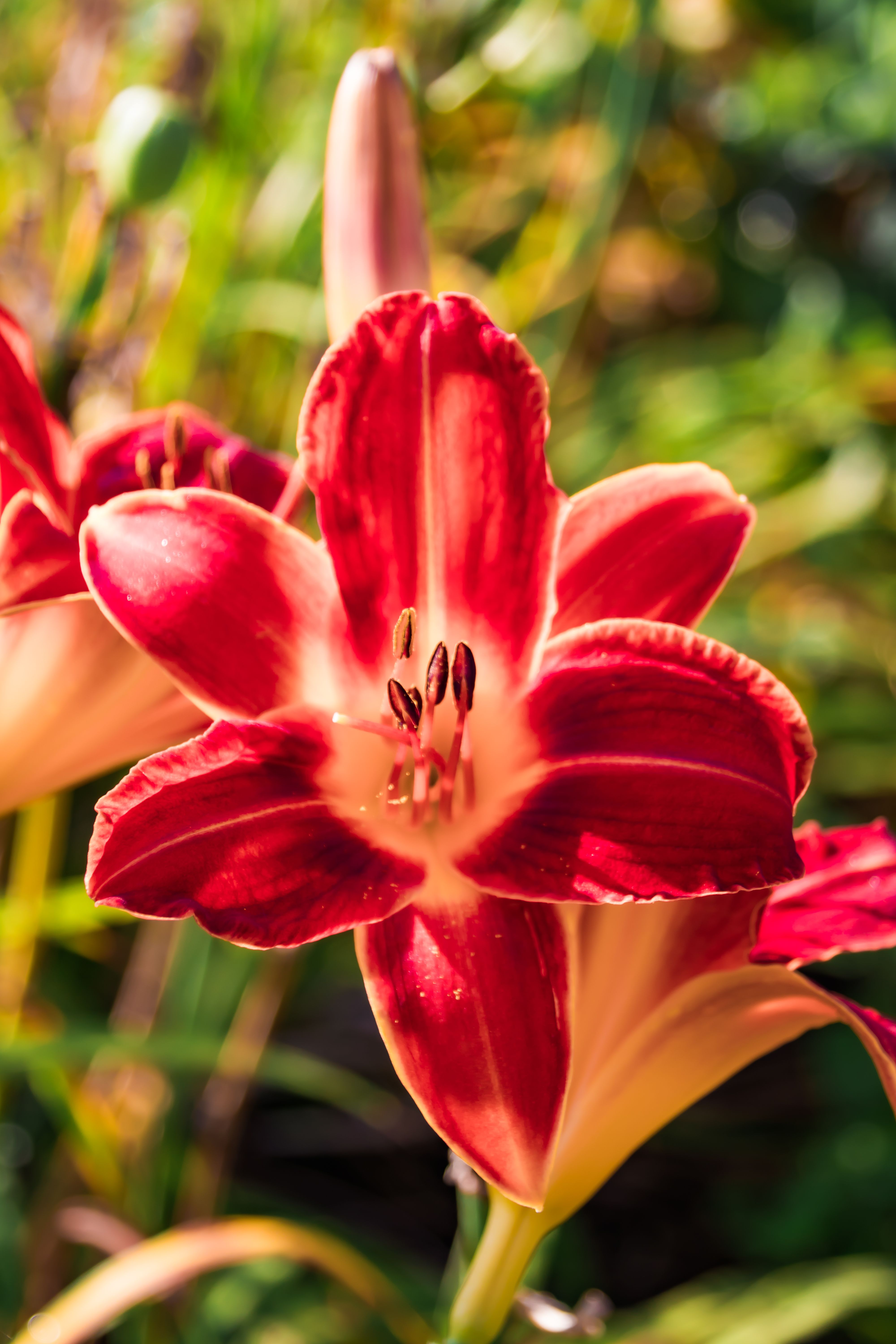 Close-Up of Pink Lily Flower in Bloom · Free Stock Photo