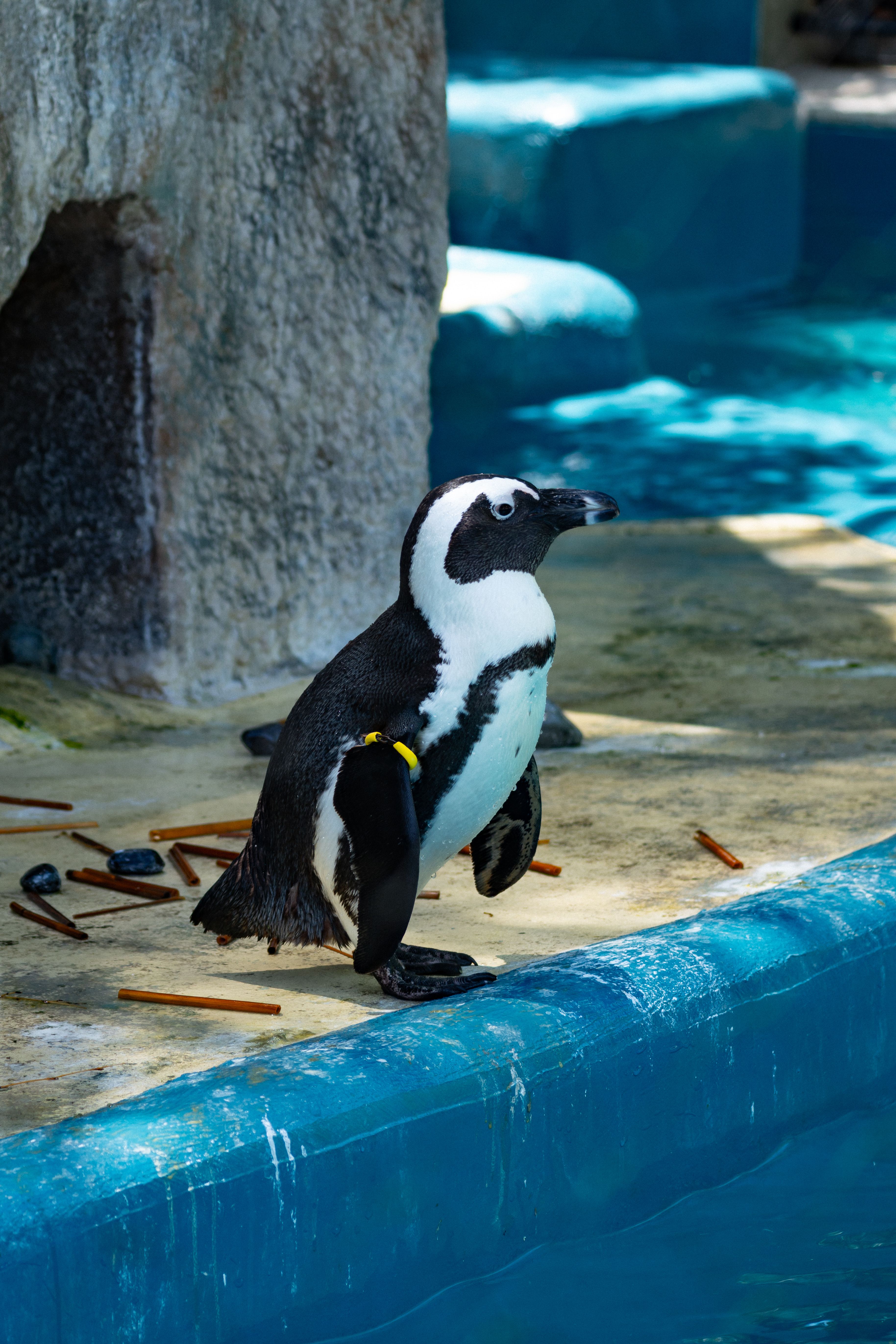 Penguin Wallpaper Photos, Download The BEST Free Penguin Wallpaper ...