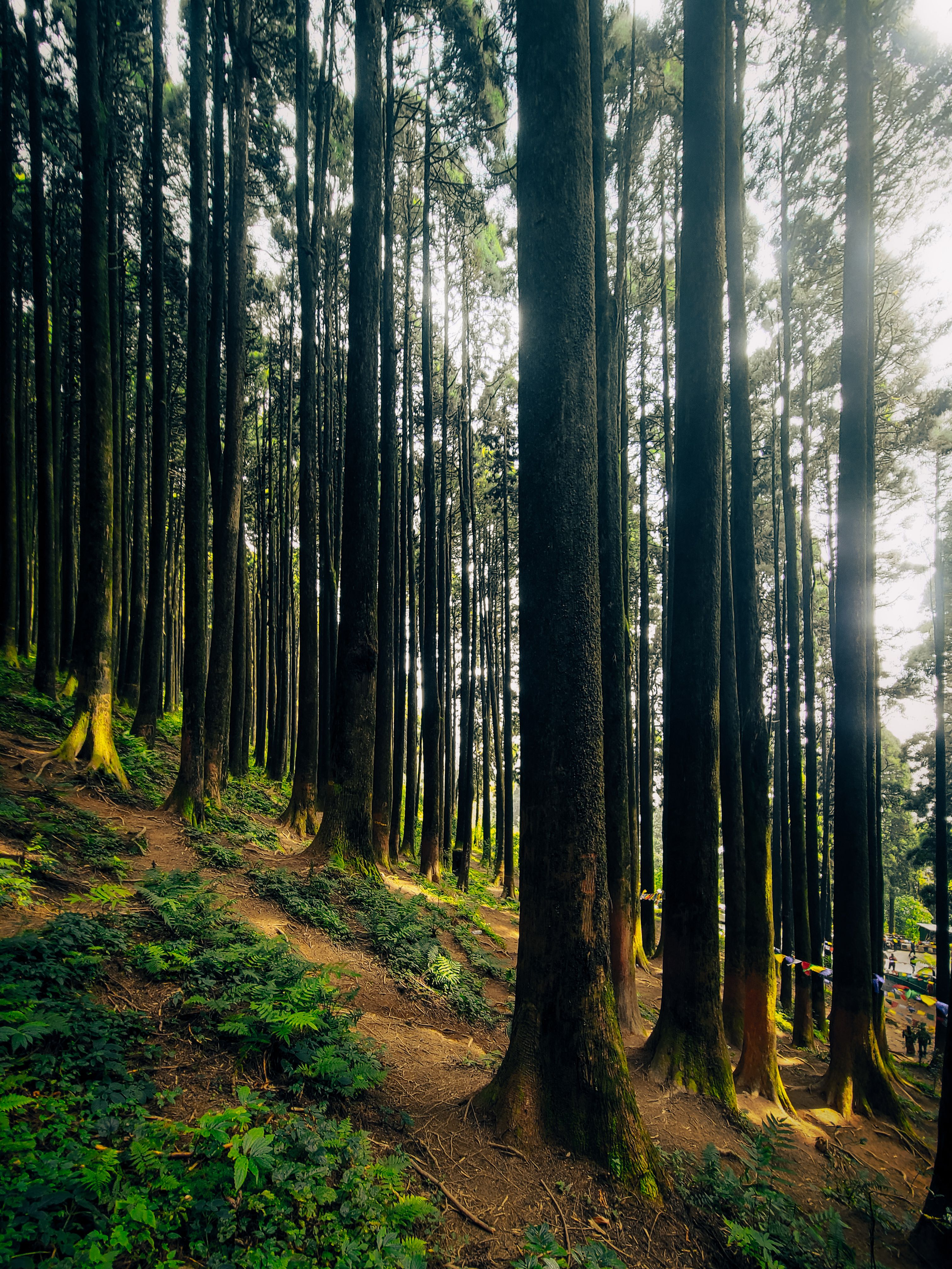 Tall Forest Trees in Sunlit Woodland · Free Stock Photo
