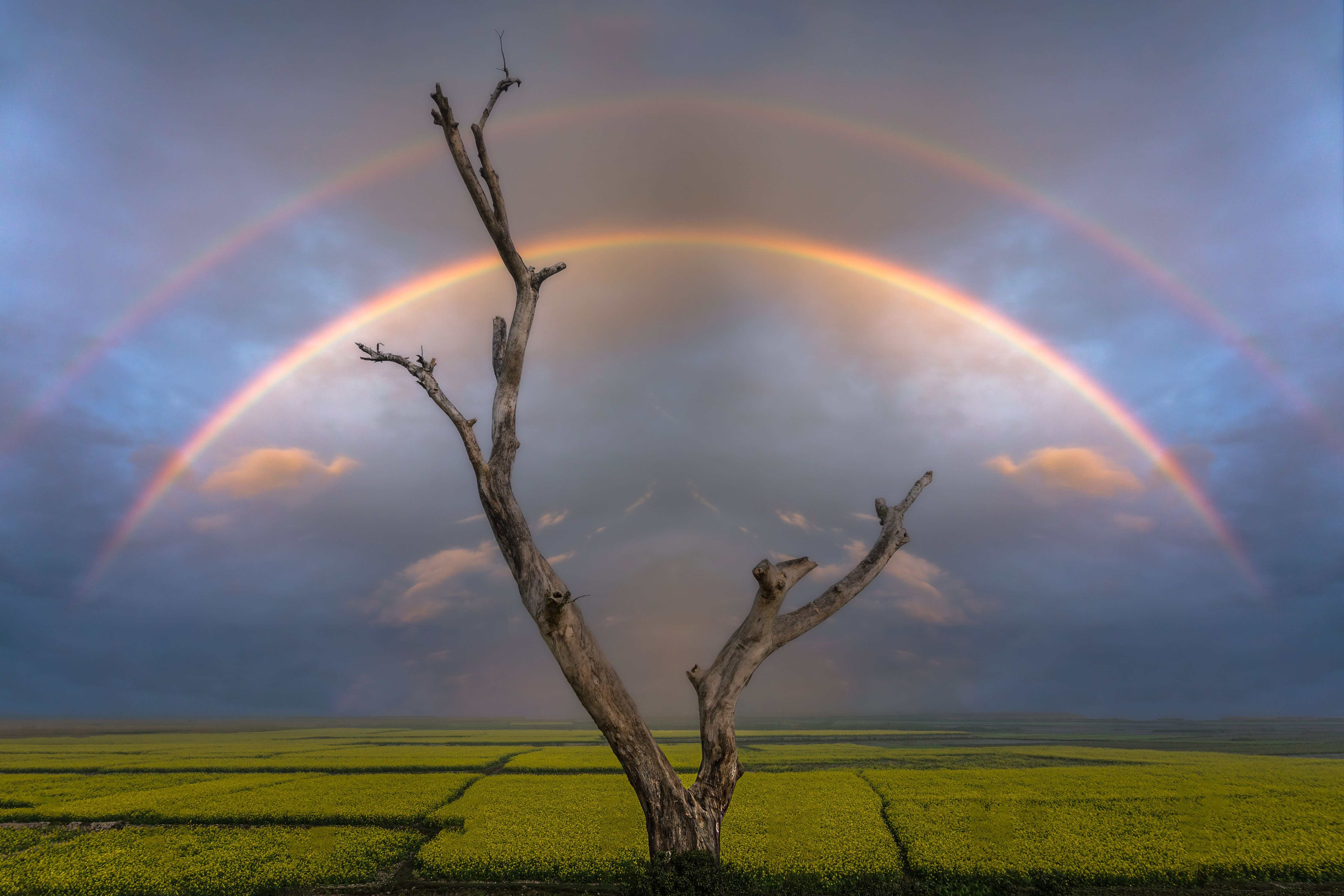 Crop Field Under Rainbow and Cloudy Skies at Dayime · Free Stock Photo