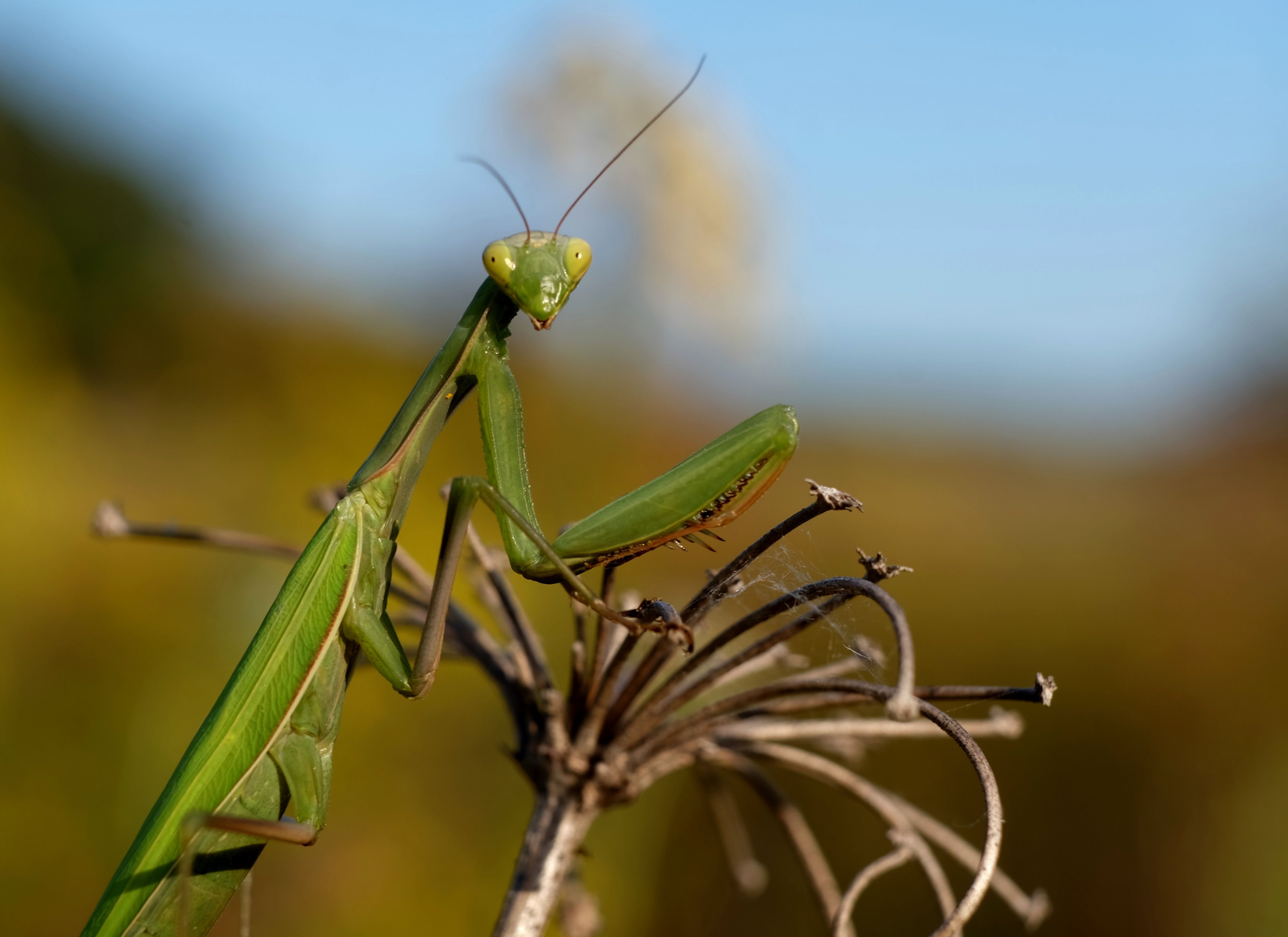 Close-up of a Praying Mantis on a Branch · Free Stock Photo