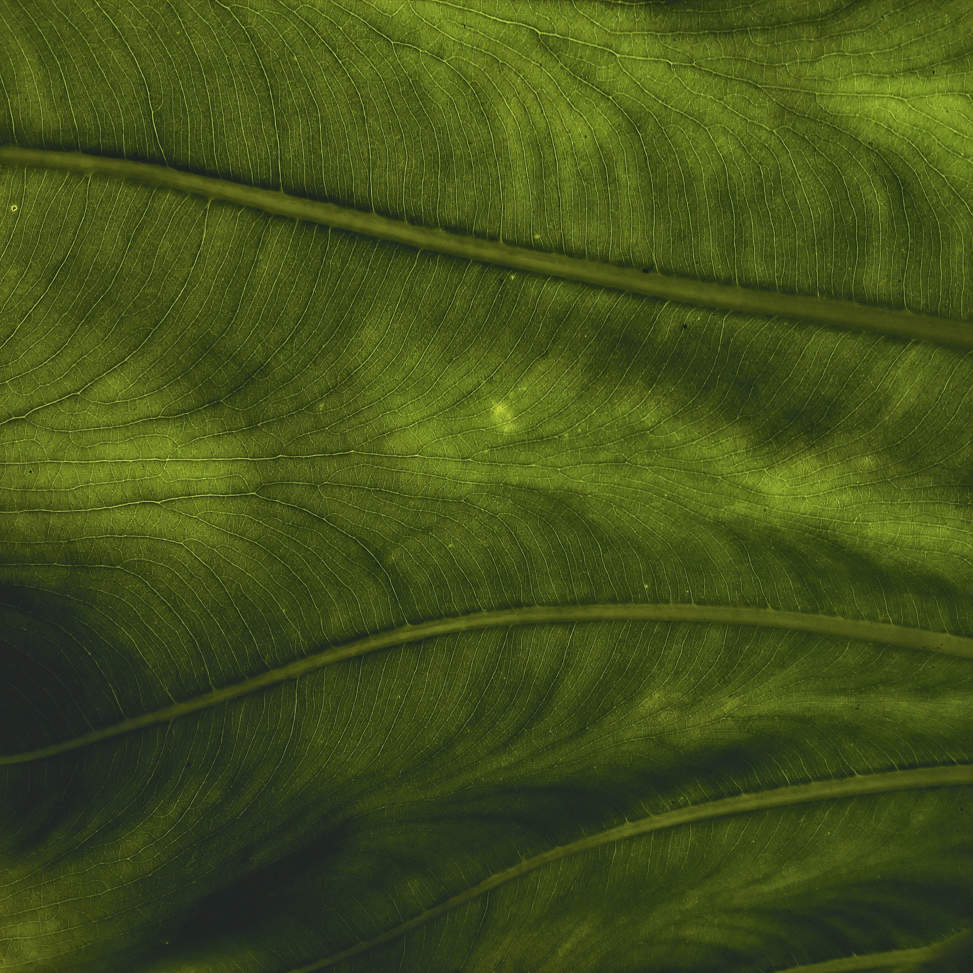 Close-Up Photo Of Green Leaf · Free Stock Photo
