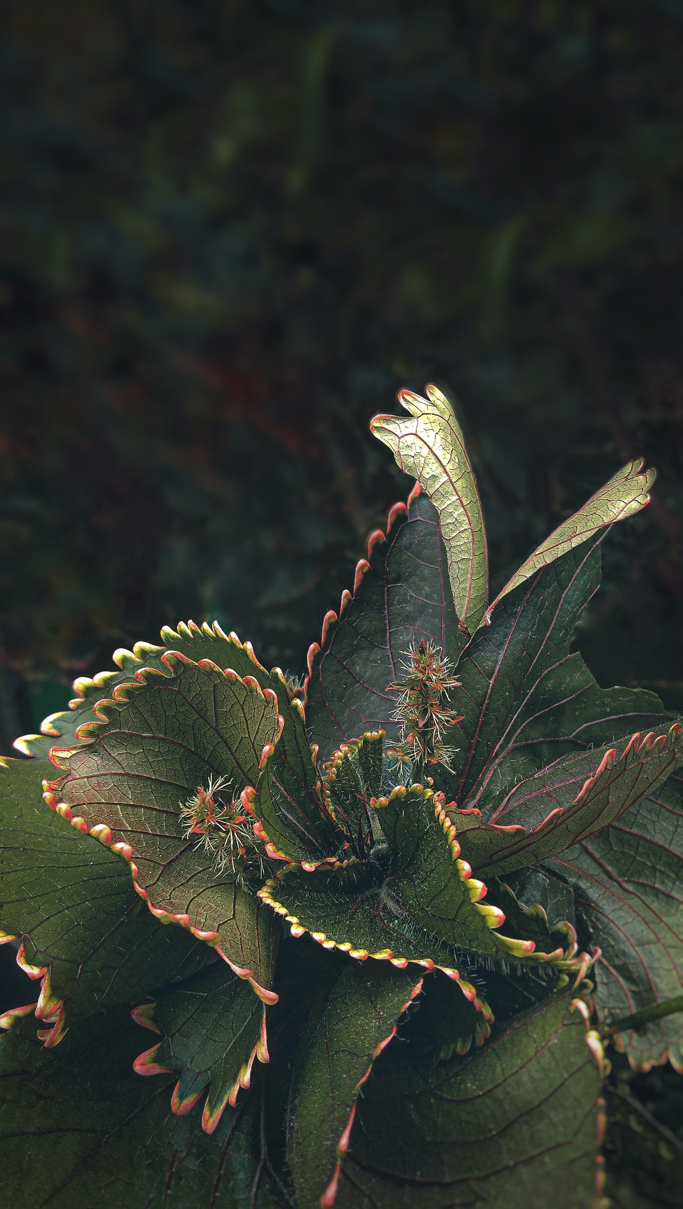 1,000,000+ Best Nature Wallpaper Photos · 100% Free Download · Pexels ...