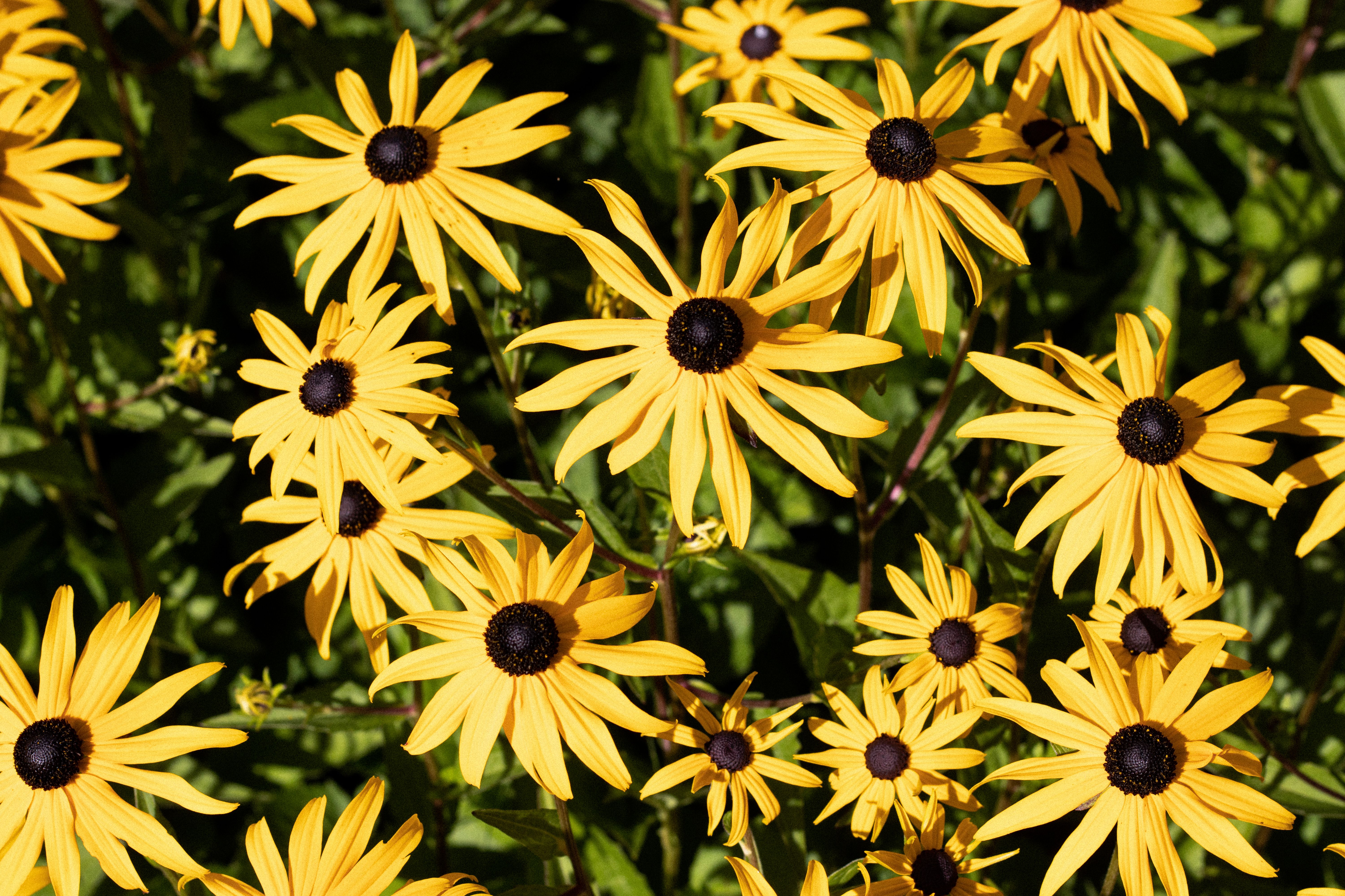 Vibrant Black-Eyed Susan Blossoms in Full Bloom · Free Stock Photo