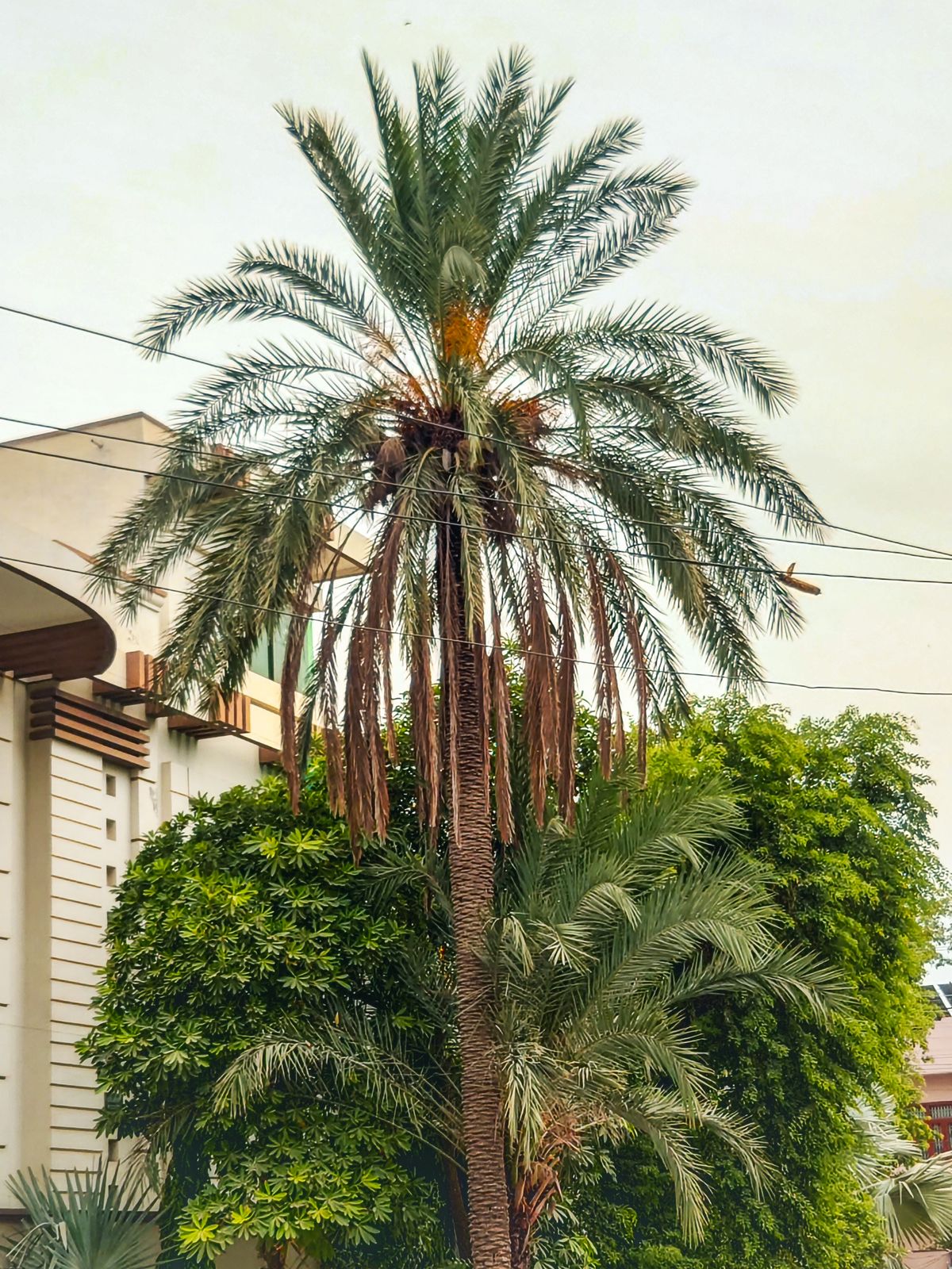 Date Palm Photos, Download The BEST Free Date Palm Stock Photos & HD Images