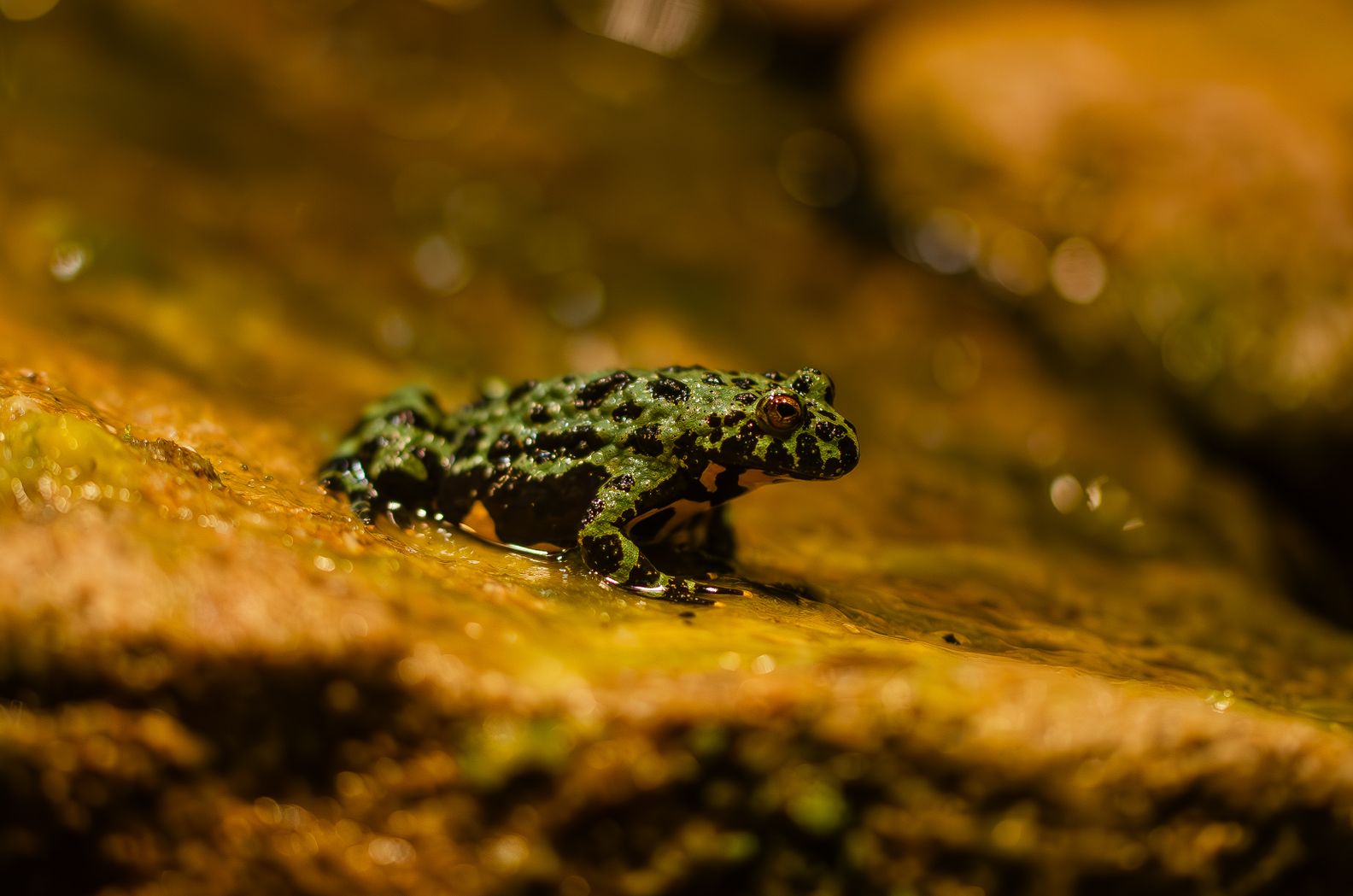 European Green Toad: Facts, Habitat, and Care Guide