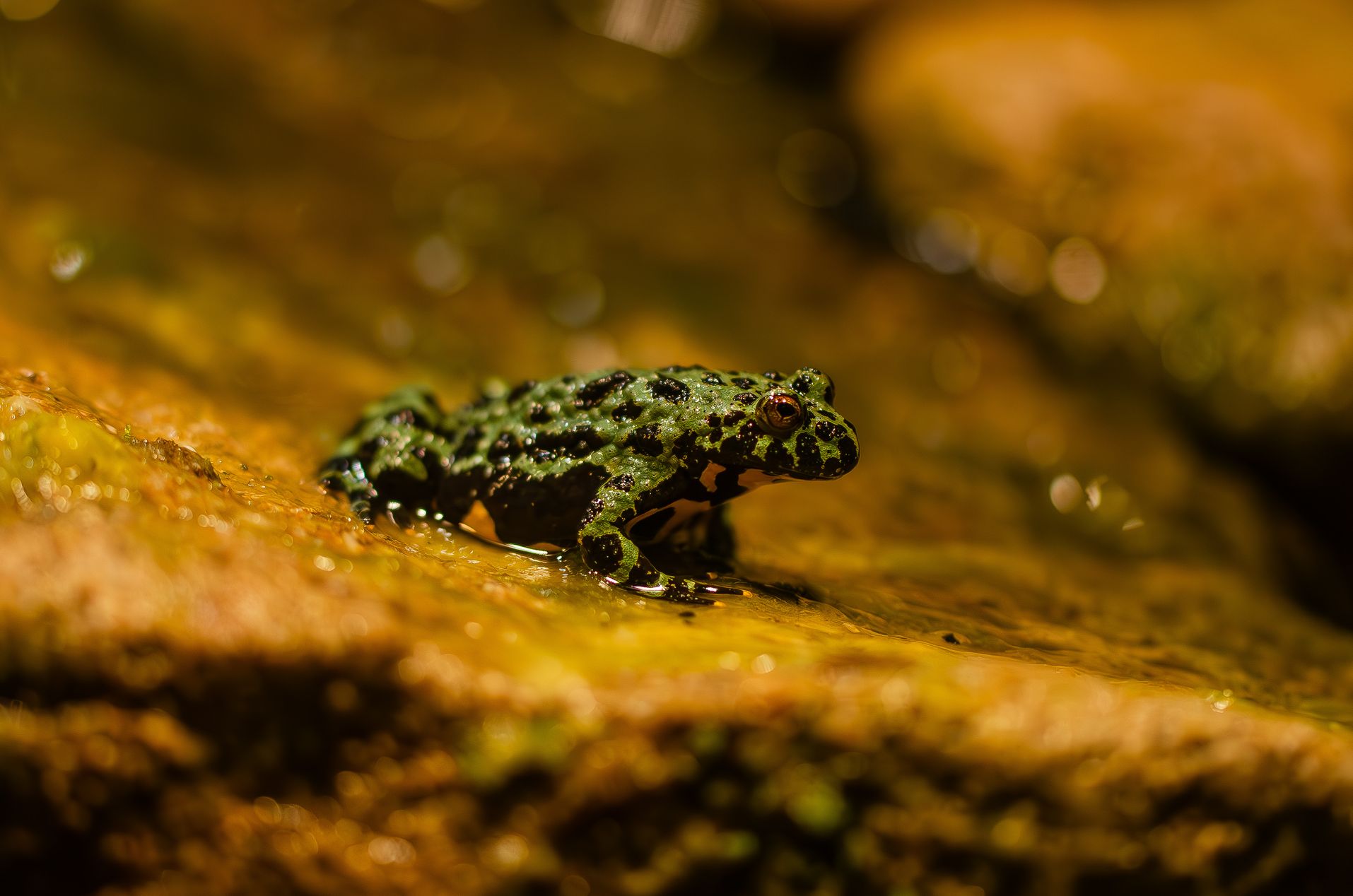European Green Toad: Facts, Habitat, and Care Guide