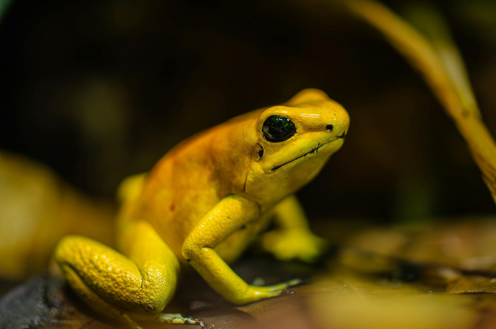 Panamanian Golden Frog: Facts and Conservation Status Update