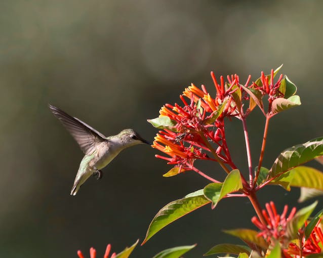 ruby red throated hummingbird migration map 2024