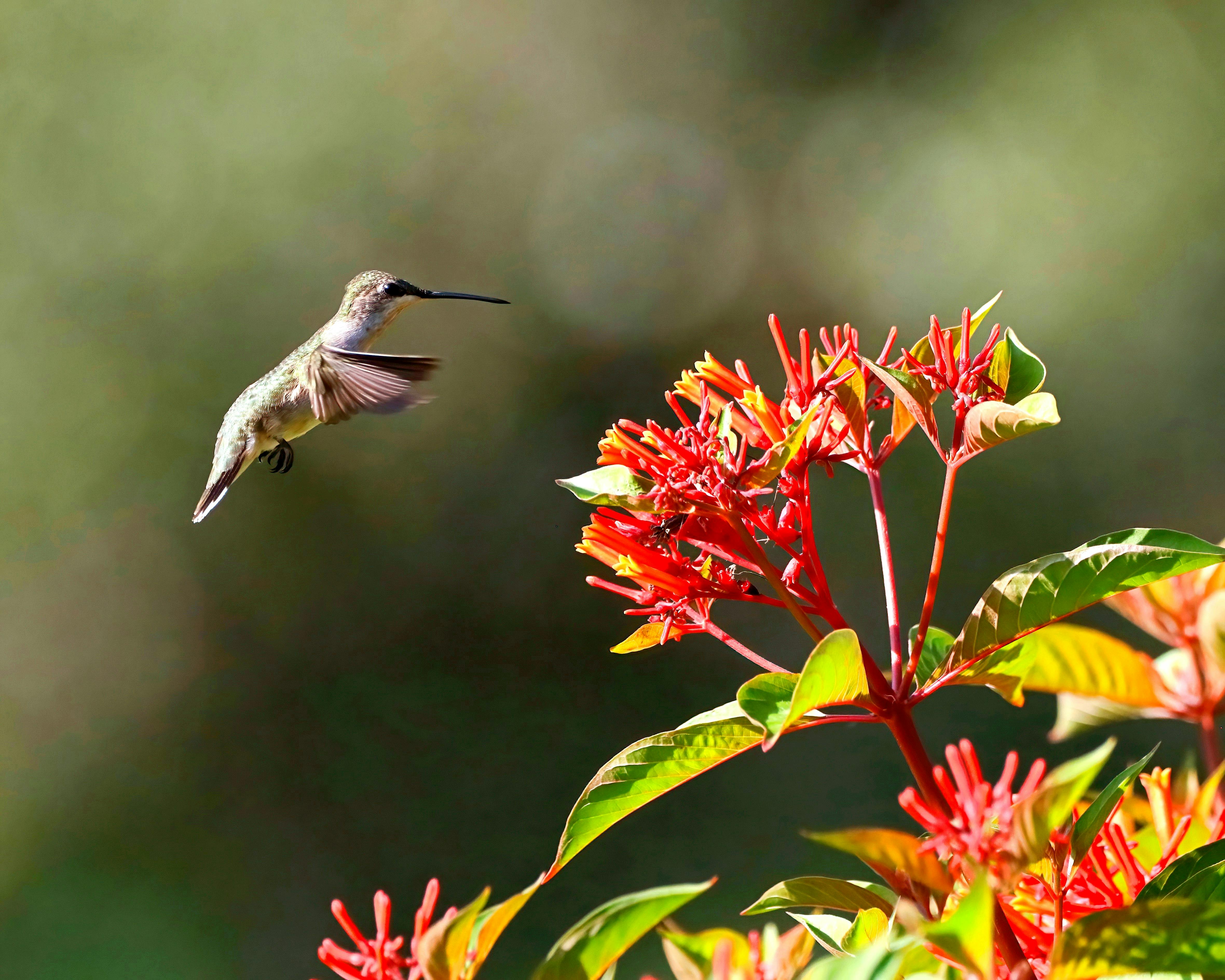 Hummingbirds Photos, Download The BEST Free Hummingbirds Stock Photos ...