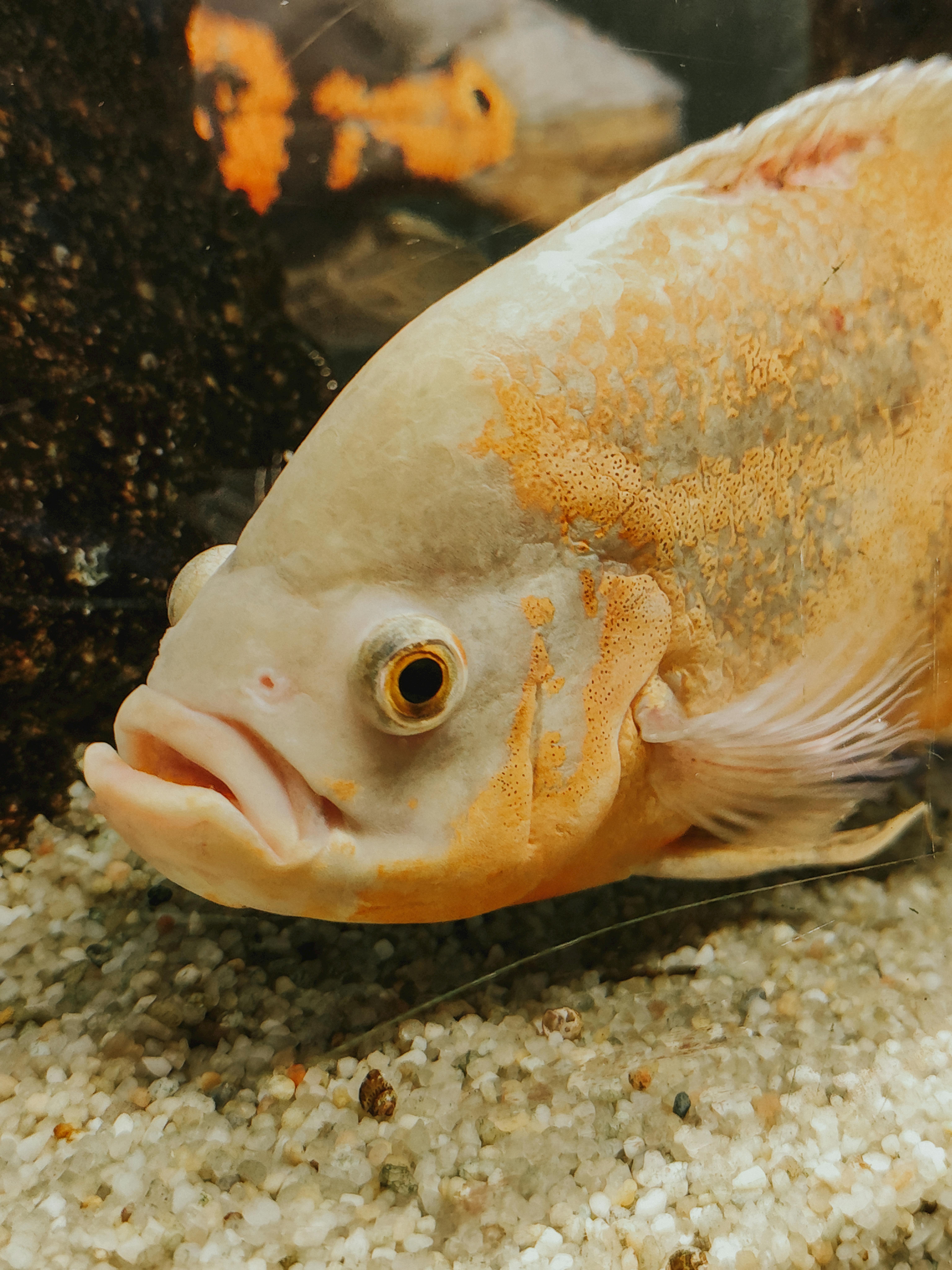 Primer Plano De Un Gran Pez óscar En Un Acuario · Foto de stock gratuita