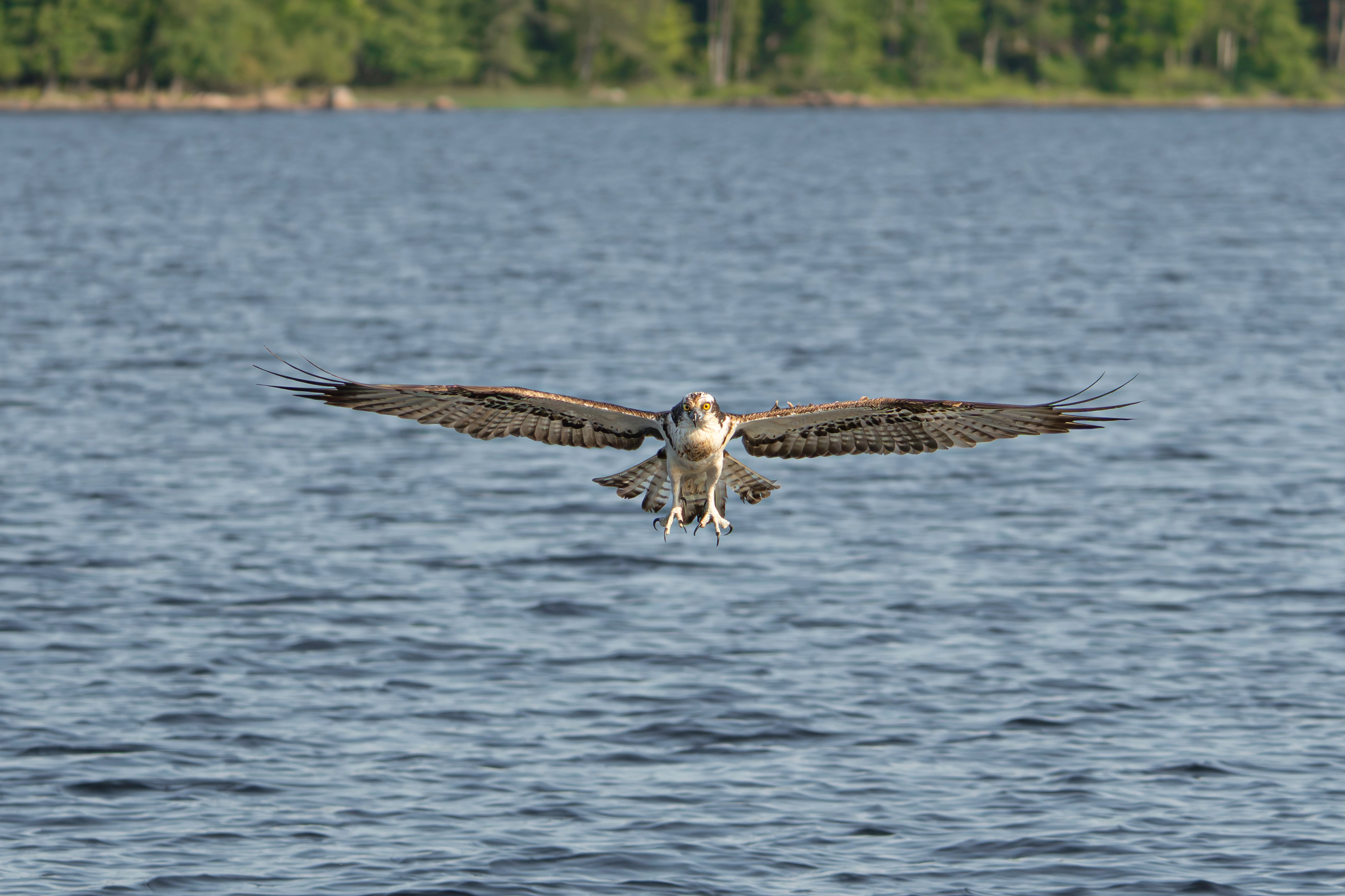 Majestic Eagle in Flight Over Serene Lake · Free Stock Photo