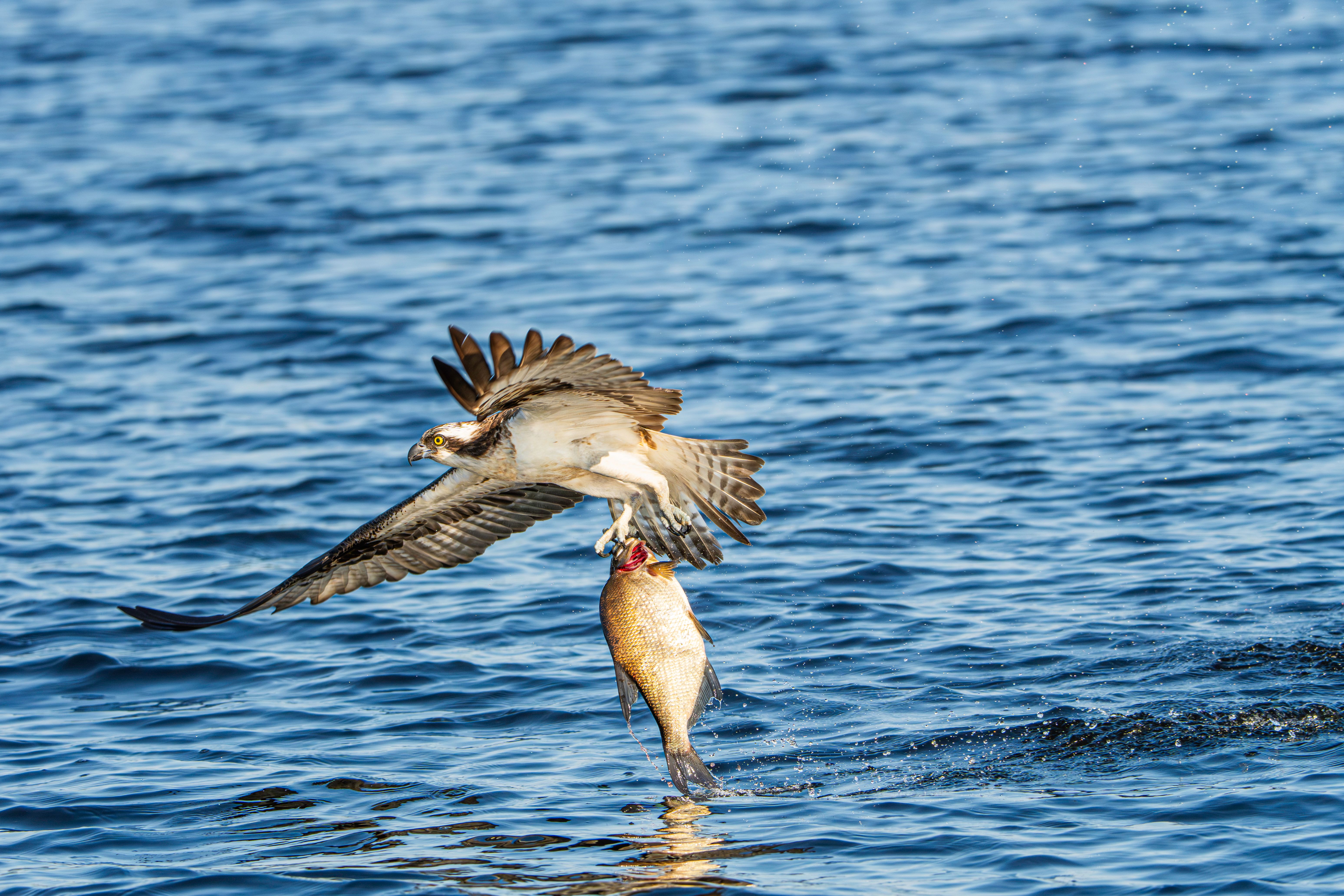 Osprey Capturing Fish Mid-Flight Over Water · Free Stock Photo