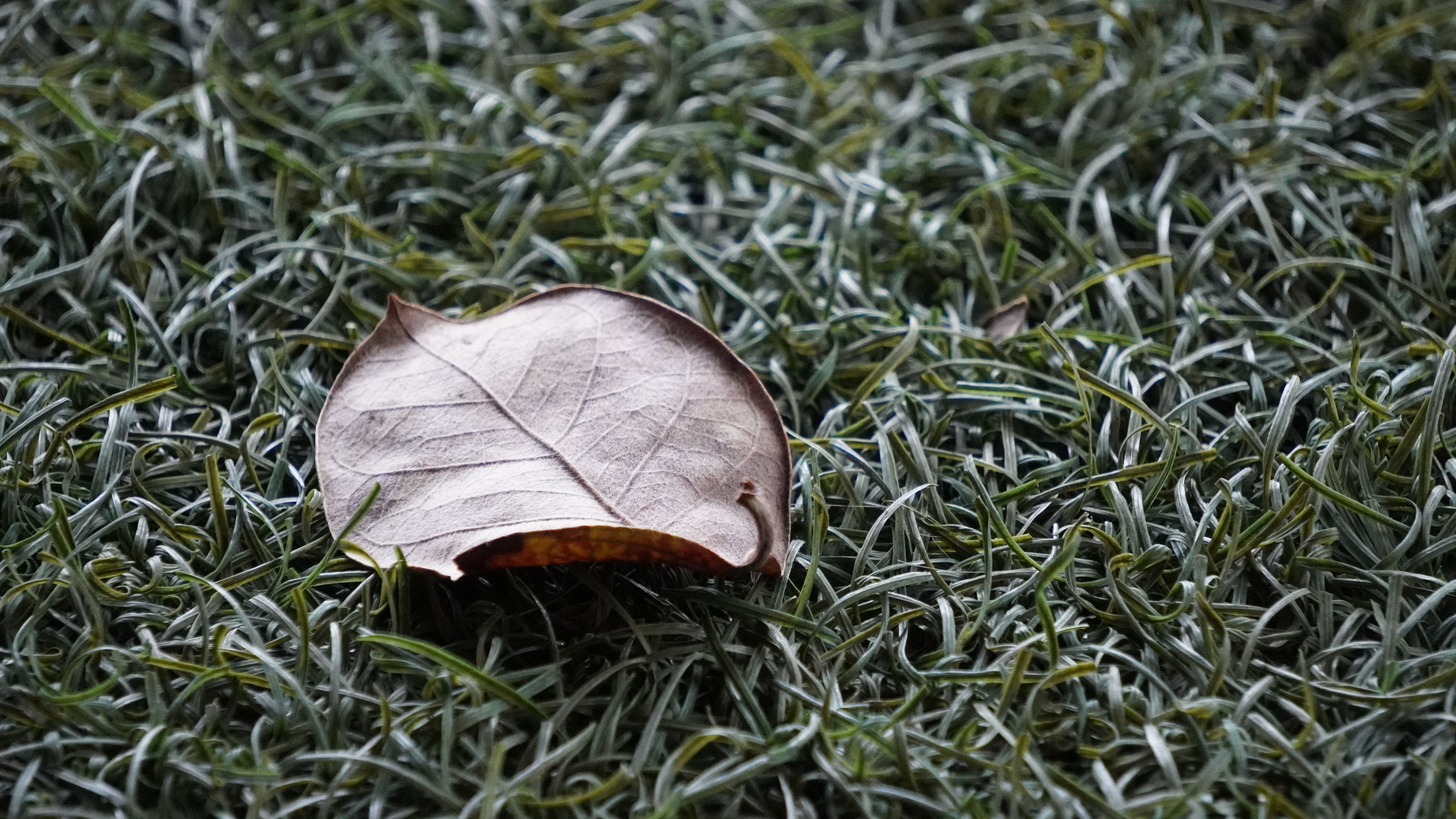 Dry Leaf on Grass in Boquete, Panama · Free Stock Photo