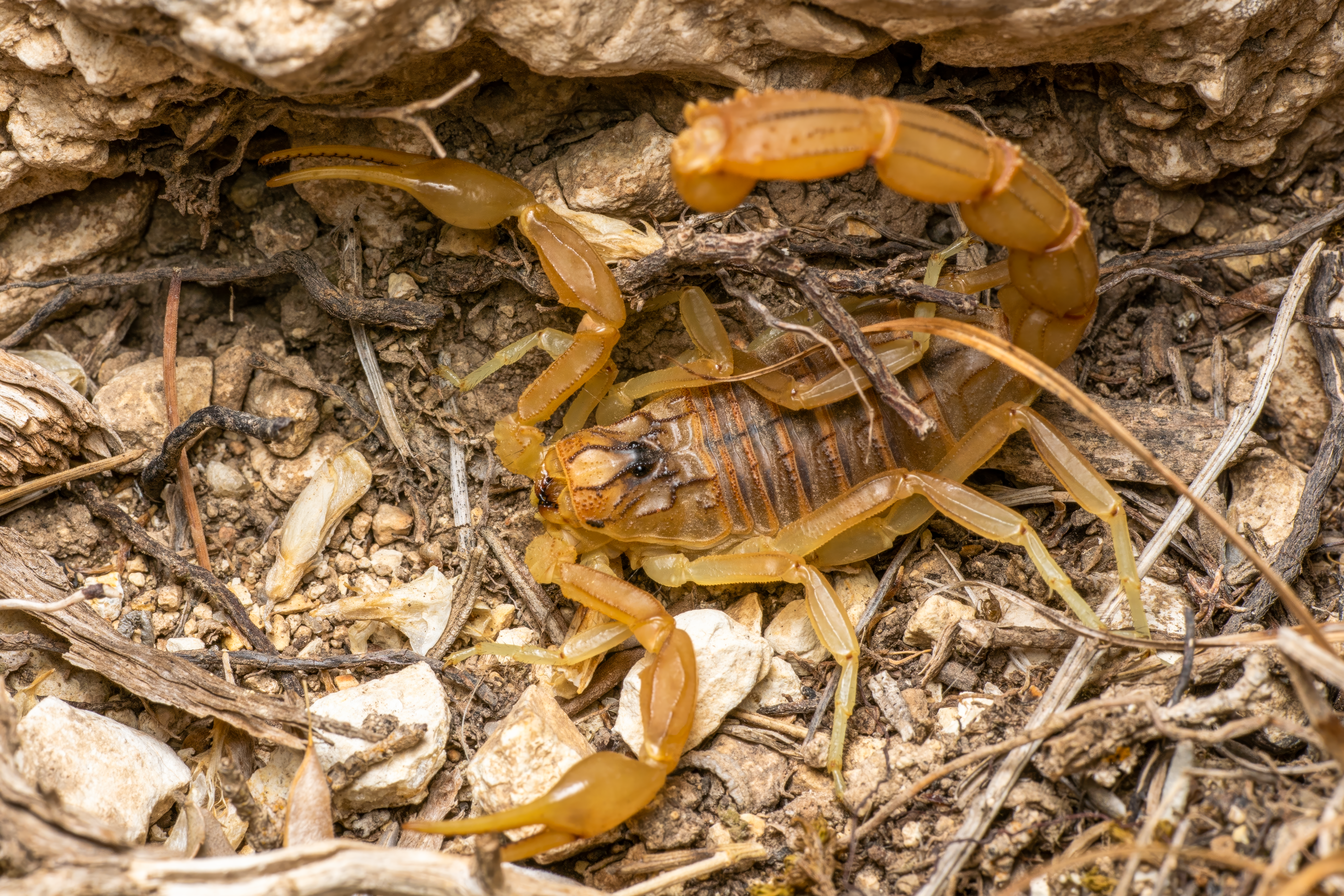 Close-up of Scorpion on Dry Soil · Free Stock Photo