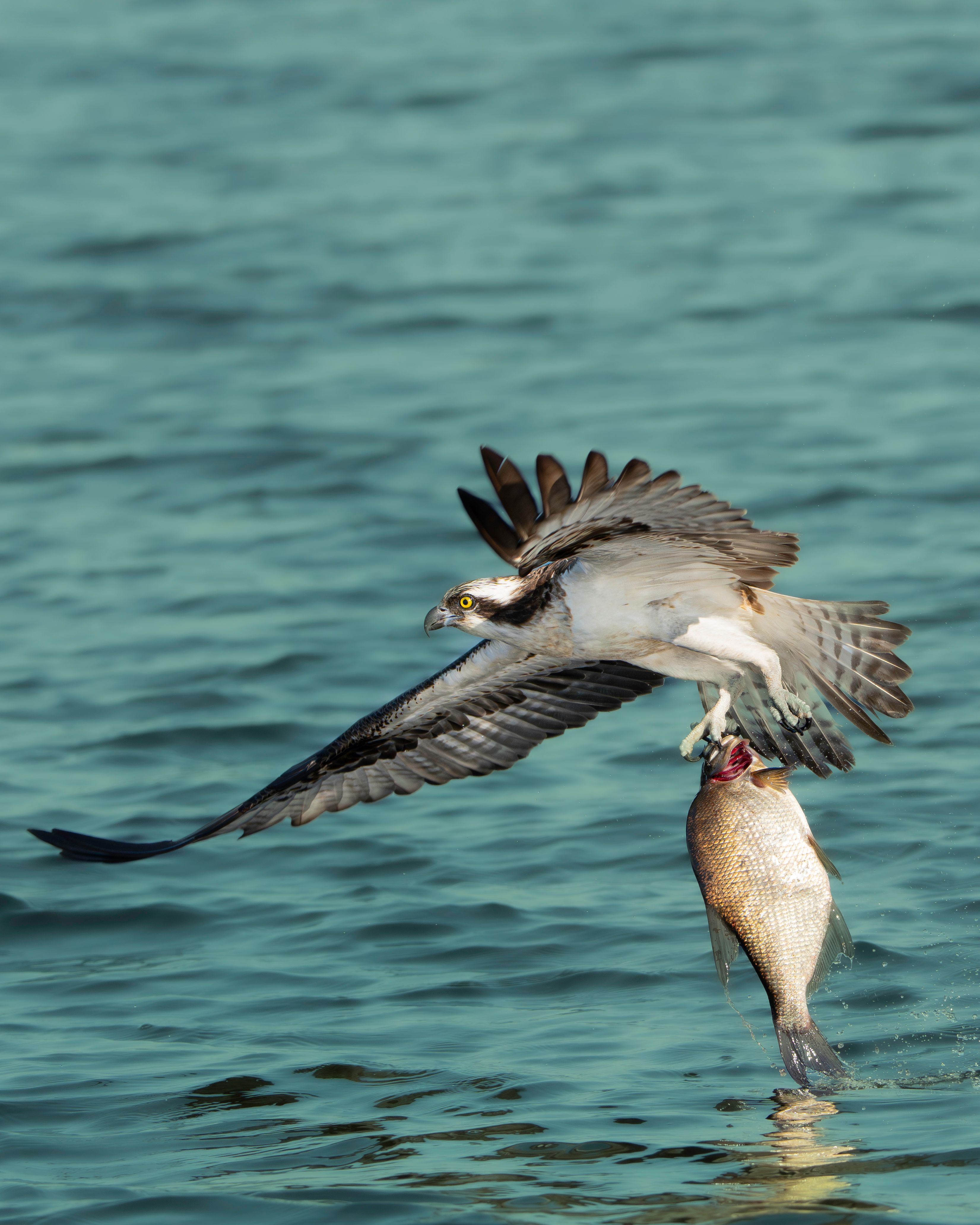 Osprey Capturing Fish Mid-Flight Over Water · Free Stock Photo