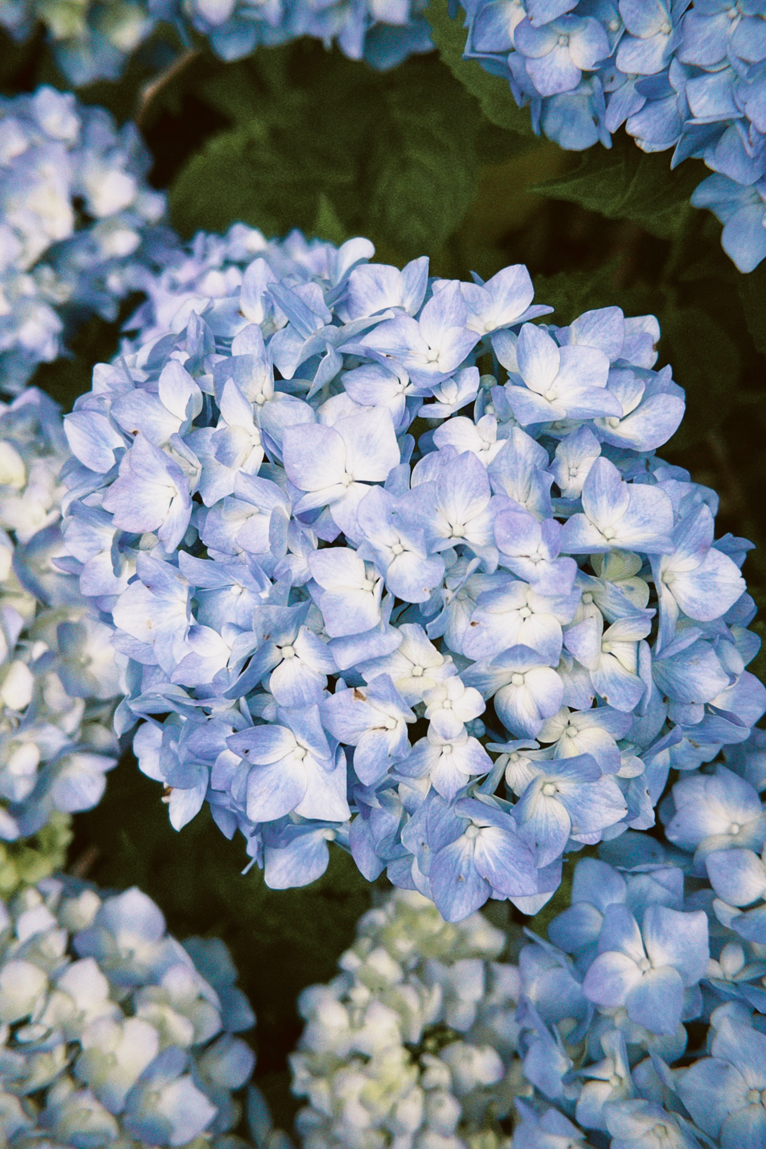 Hydrangea Desktop Wallpaper Photos, Download The BEST Free Hydrangea ...